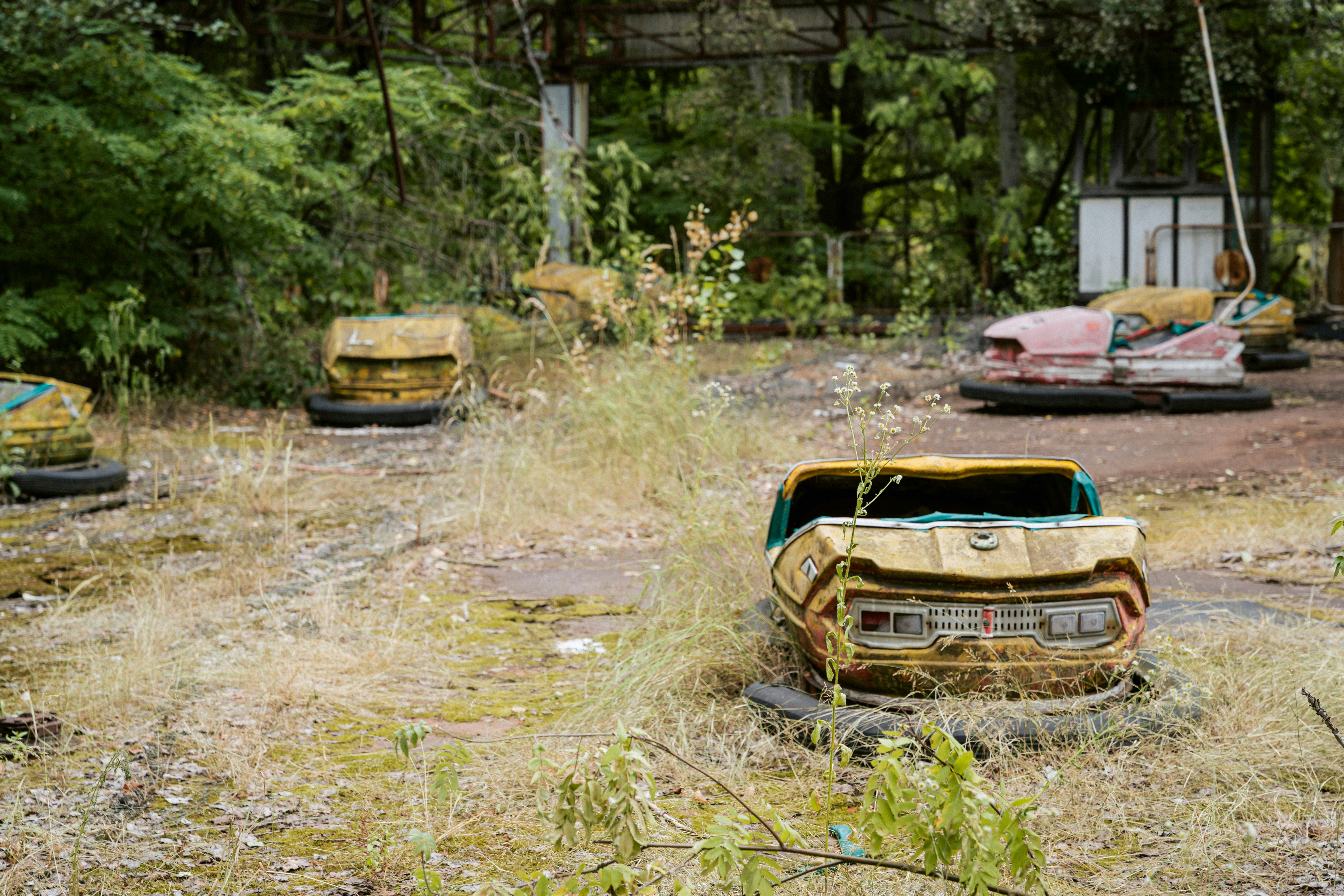 Abandoned bumper cars overgrown with grass and weeds in a dilapidated amusement park, evoking a sense of nostalgia and decay.
