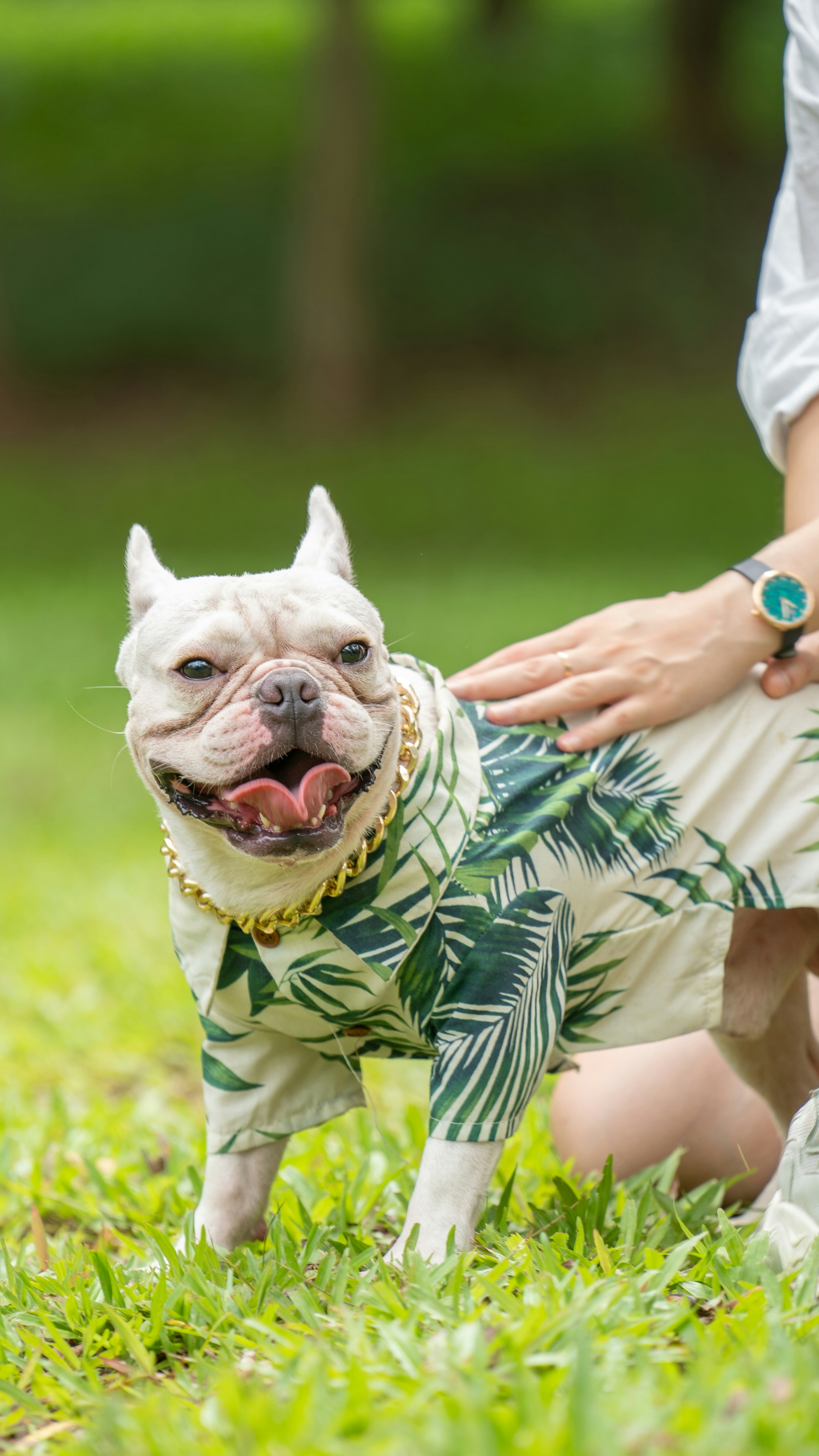 Brass-Gold Smile: A Dressed-Up Pupper in a Sunlit Park