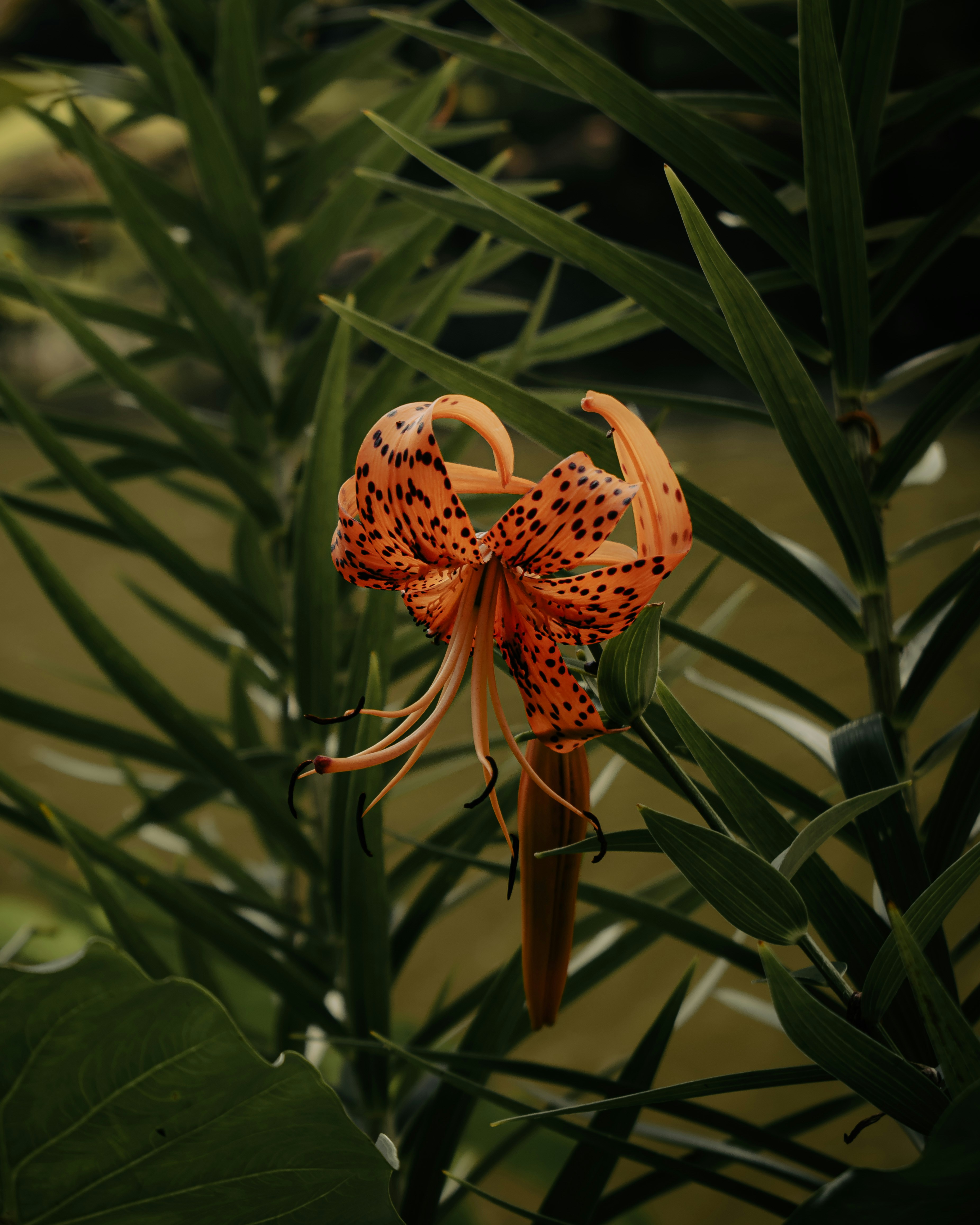 Vibrant orange lily with dark spots surrounded by lush green foliage, set against a tranquil background. A celebration of nature's intricate beauty.