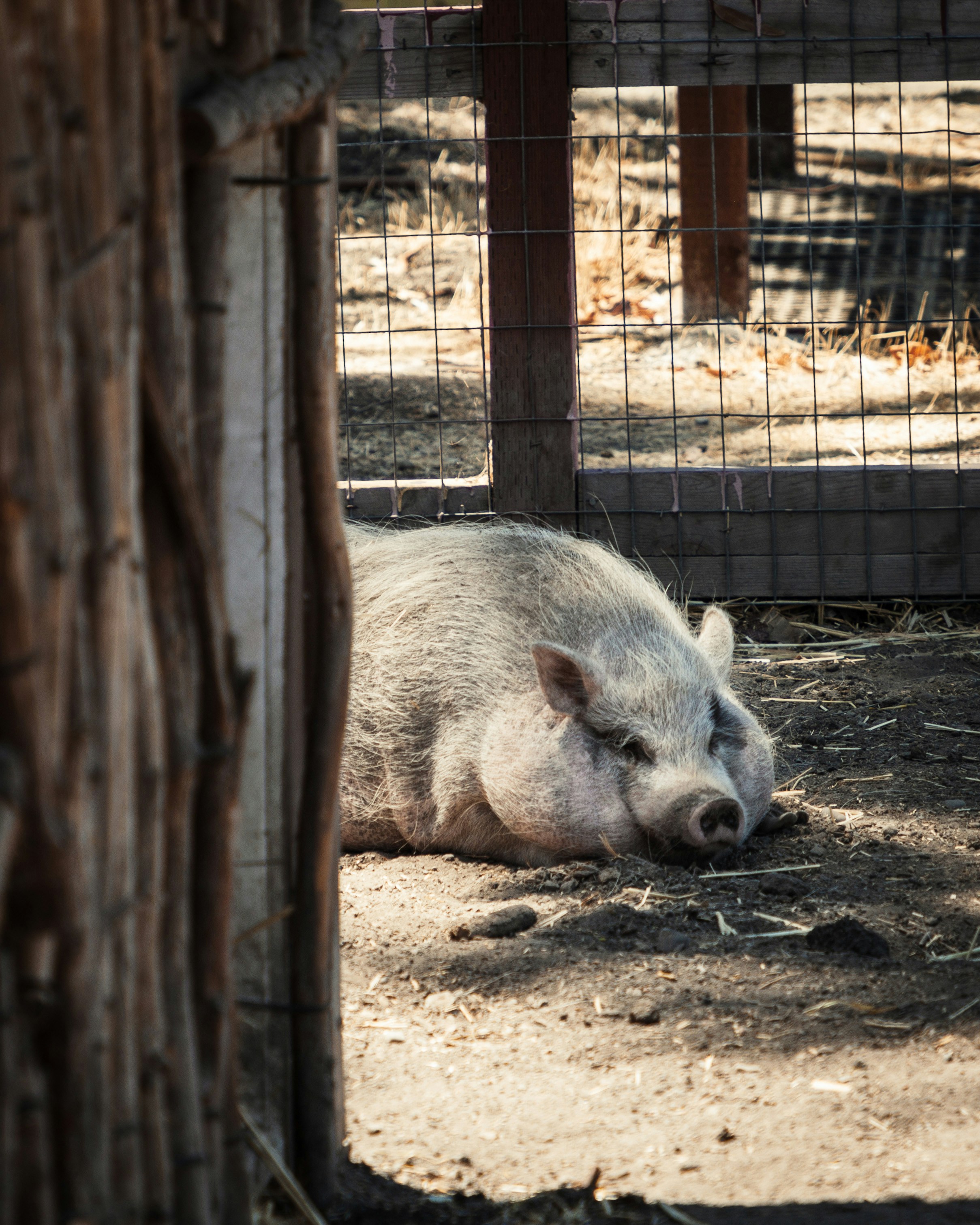 Gray pig in cage during daytime photo – Free Pig Image on Unsplash