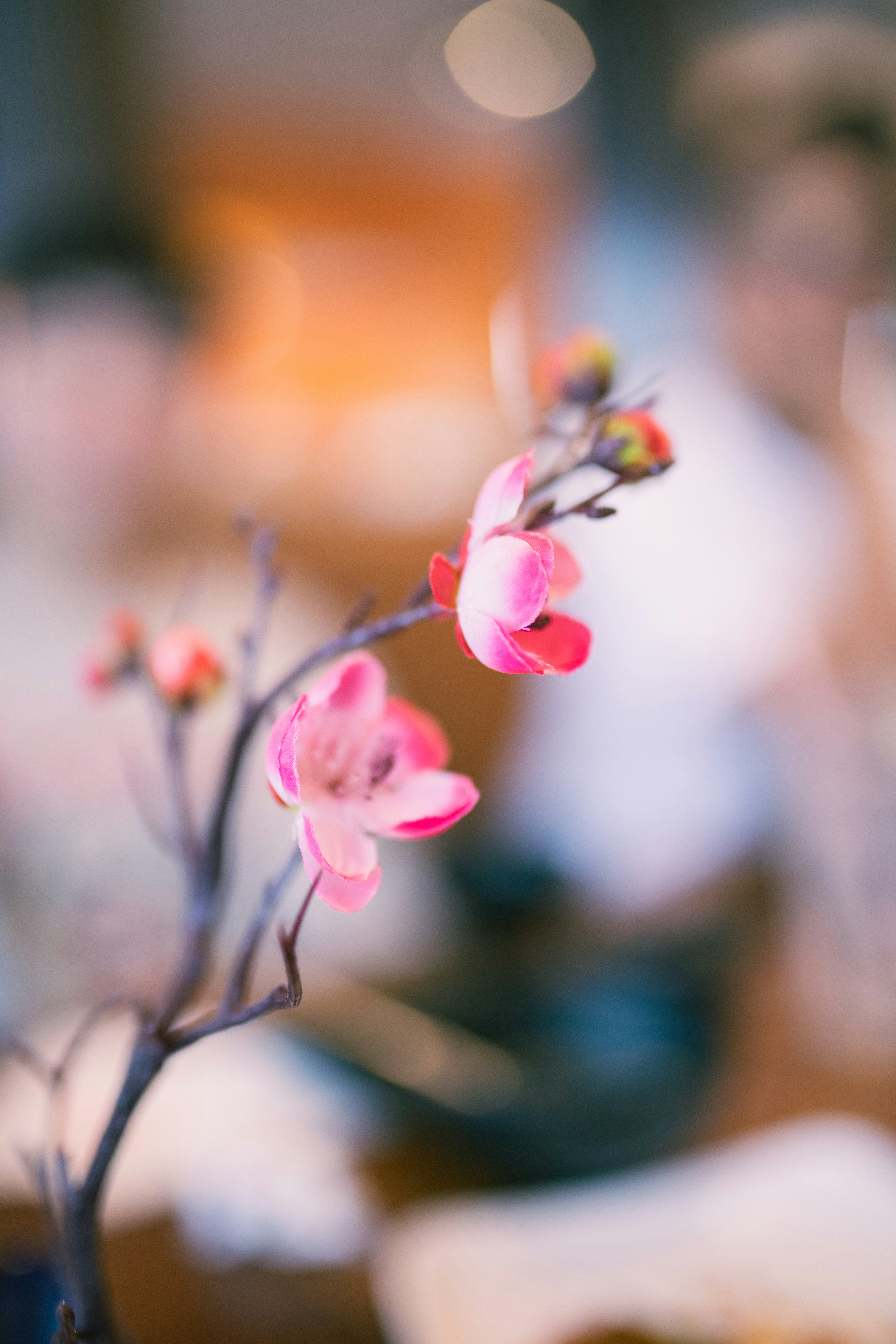 Delicate pink blossoms on a slender branch, softly blurred background suggesting a cozy indoor setting.