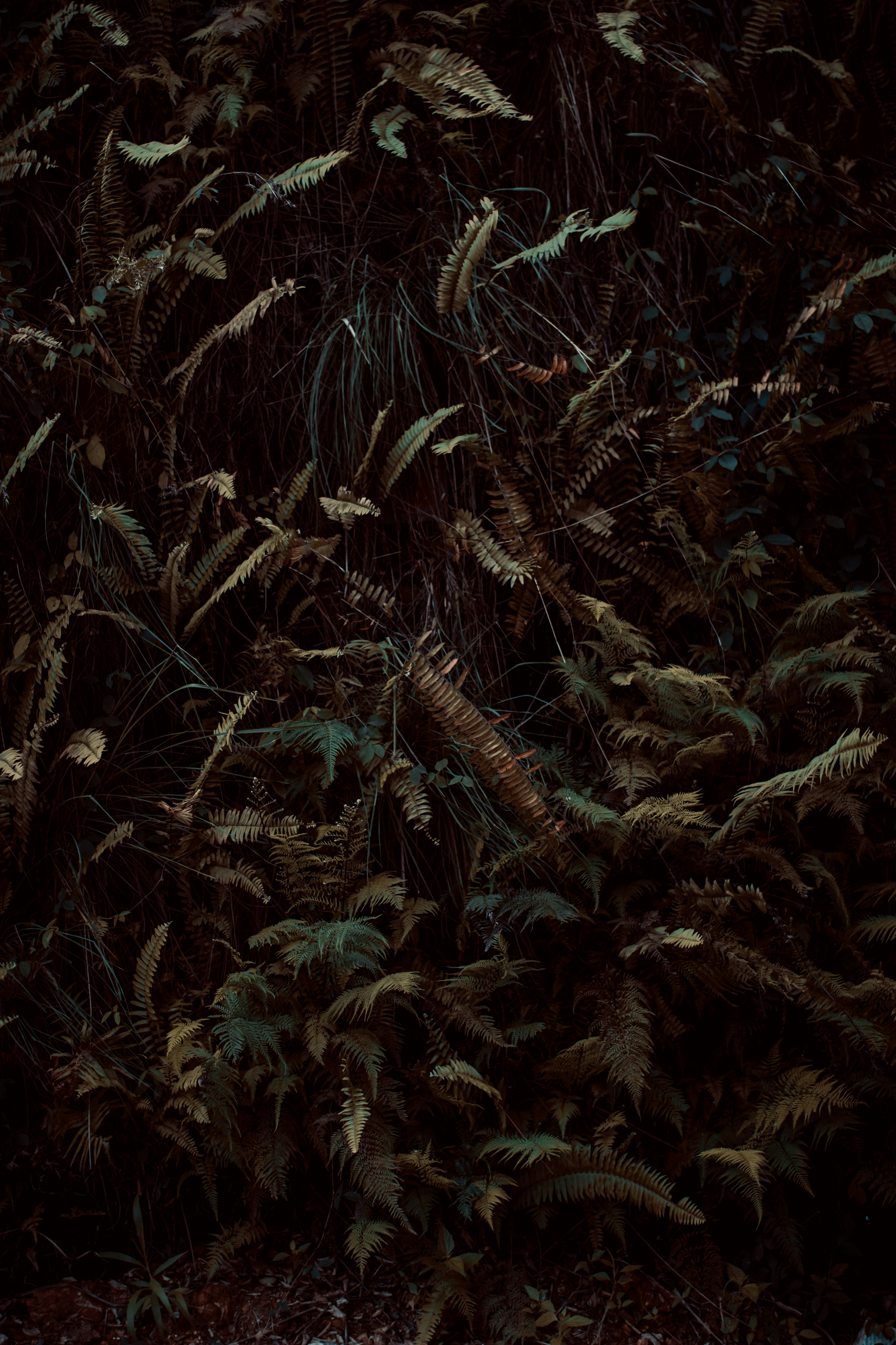 Dense foliage of ferns and grasses creates a rich tapestry of greens and browns in a shadowy woodland setting.