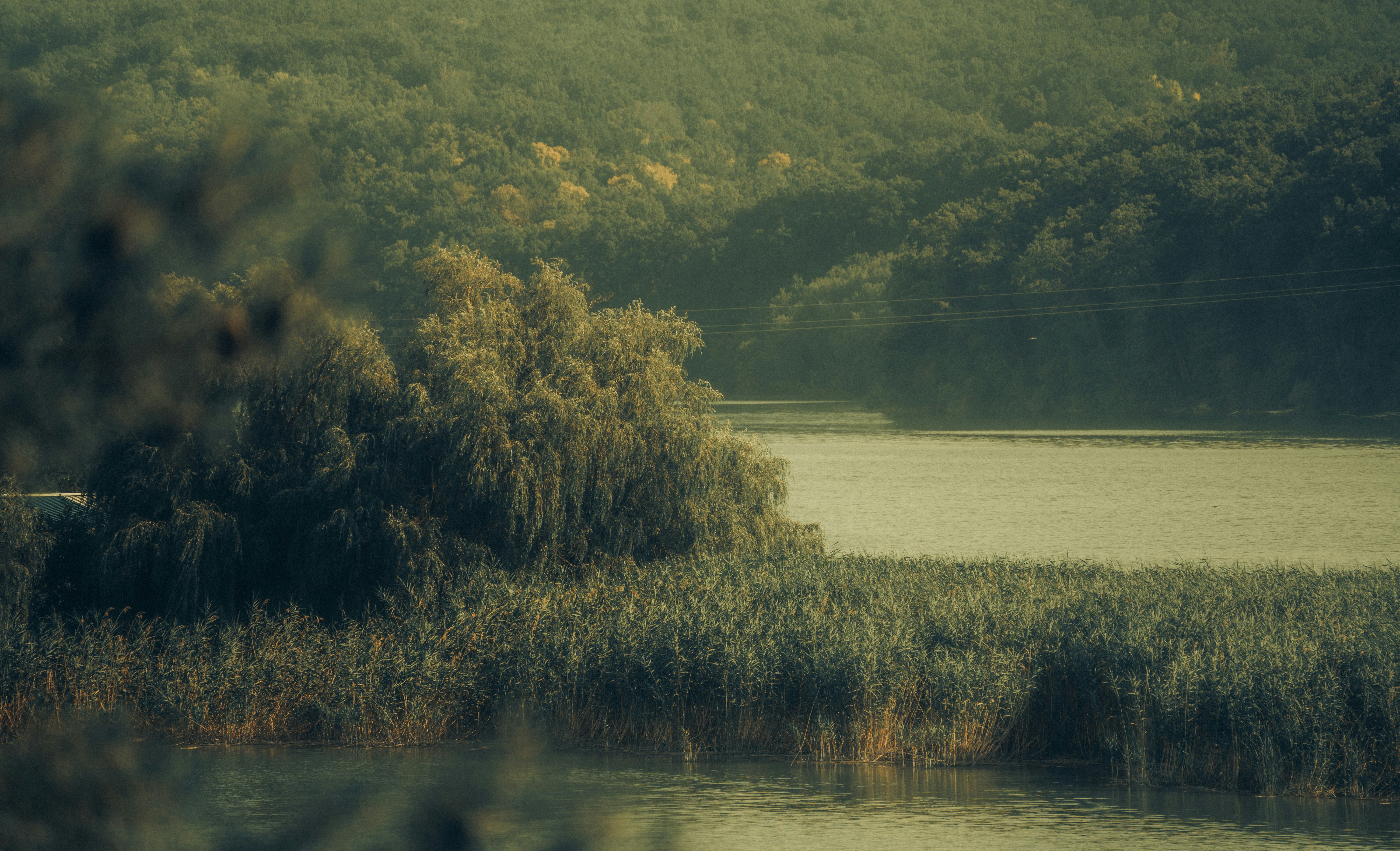 Quiet shoreline at dusk: reeds, water, and distant treeline