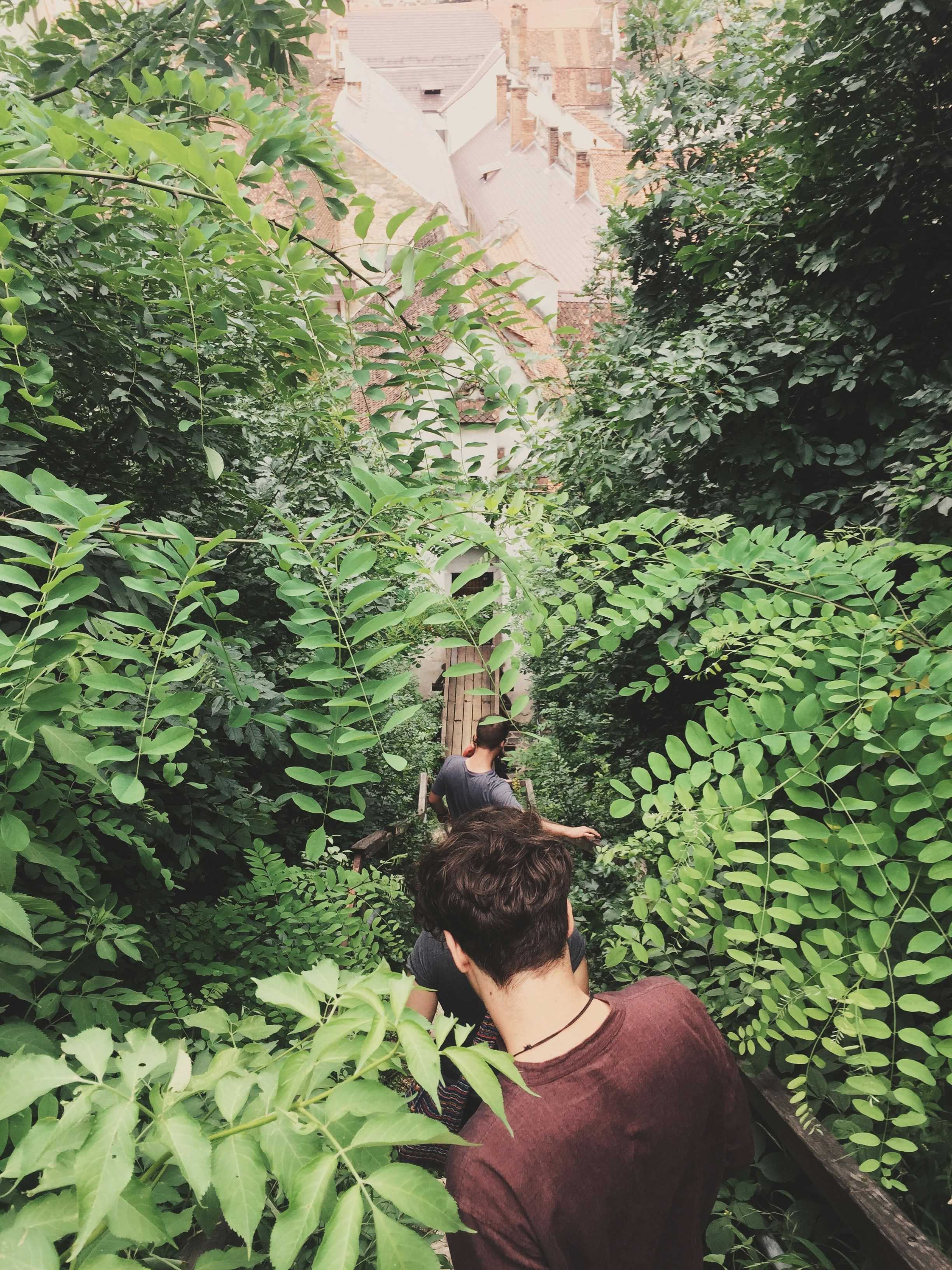 Verdant Corridor: A Narrow Green Path Framing a Brick Facade
