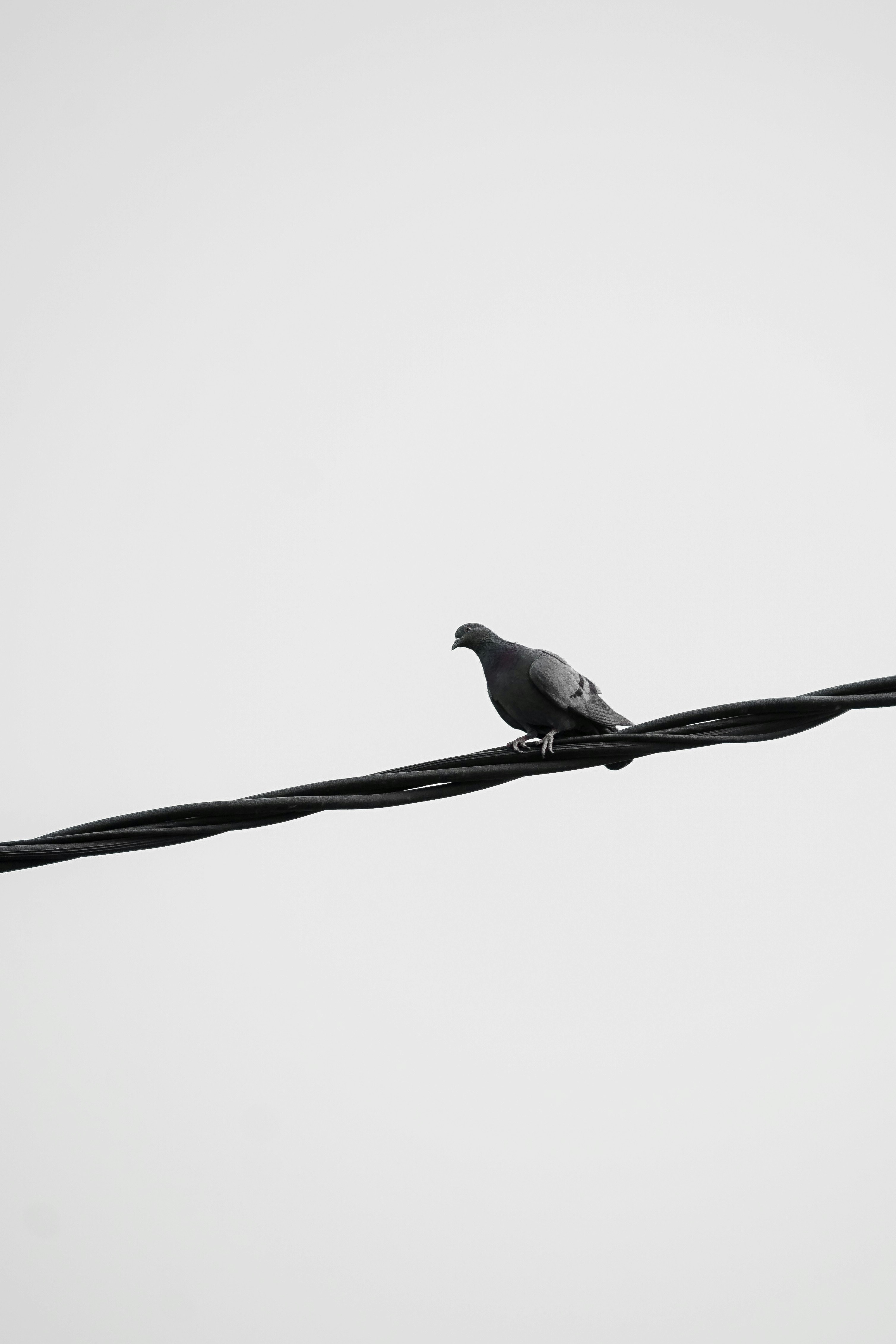 A solitary pigeon perched on a power line against a muted gray sky, emphasizing the simplicity of urban life.