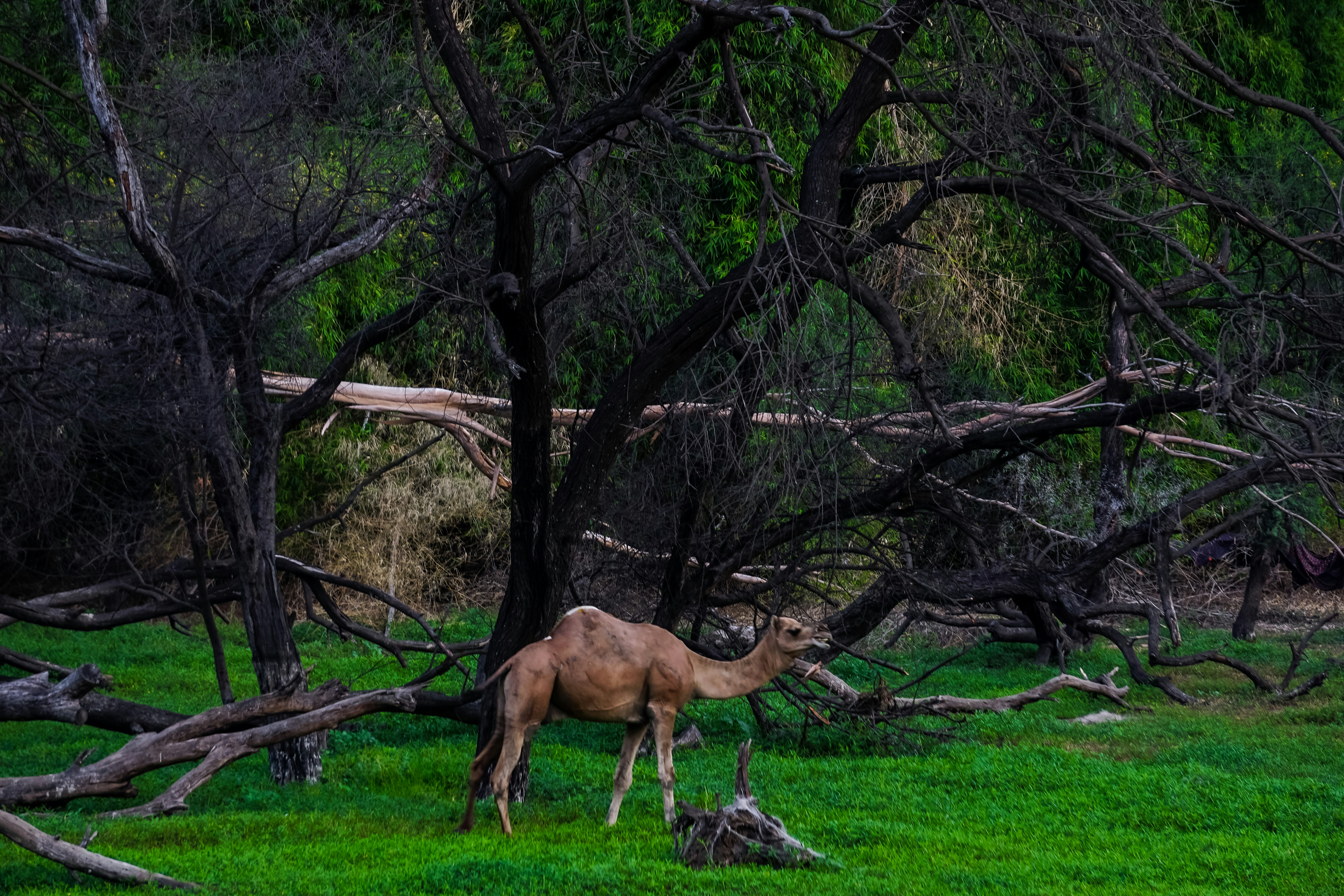 A lone camel stands among twisted branches and vibrant green grass, embodying the resilience of nature. The contrast between the animal and its surroundings highlights the beauty of the wild.