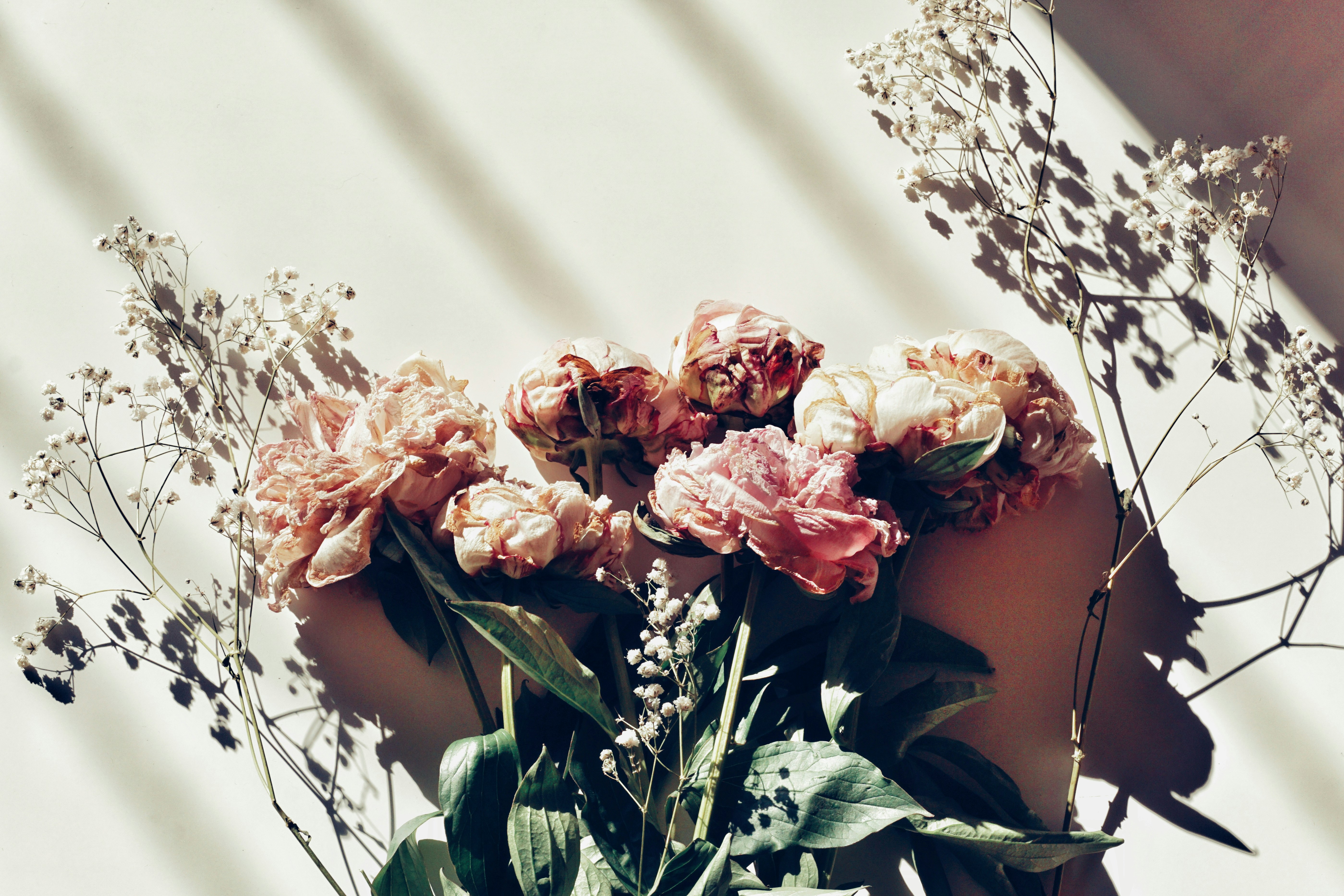 Delicate pink peonies surrounded by sprigs of baby's breath create a serene composition with soft shadows. 
