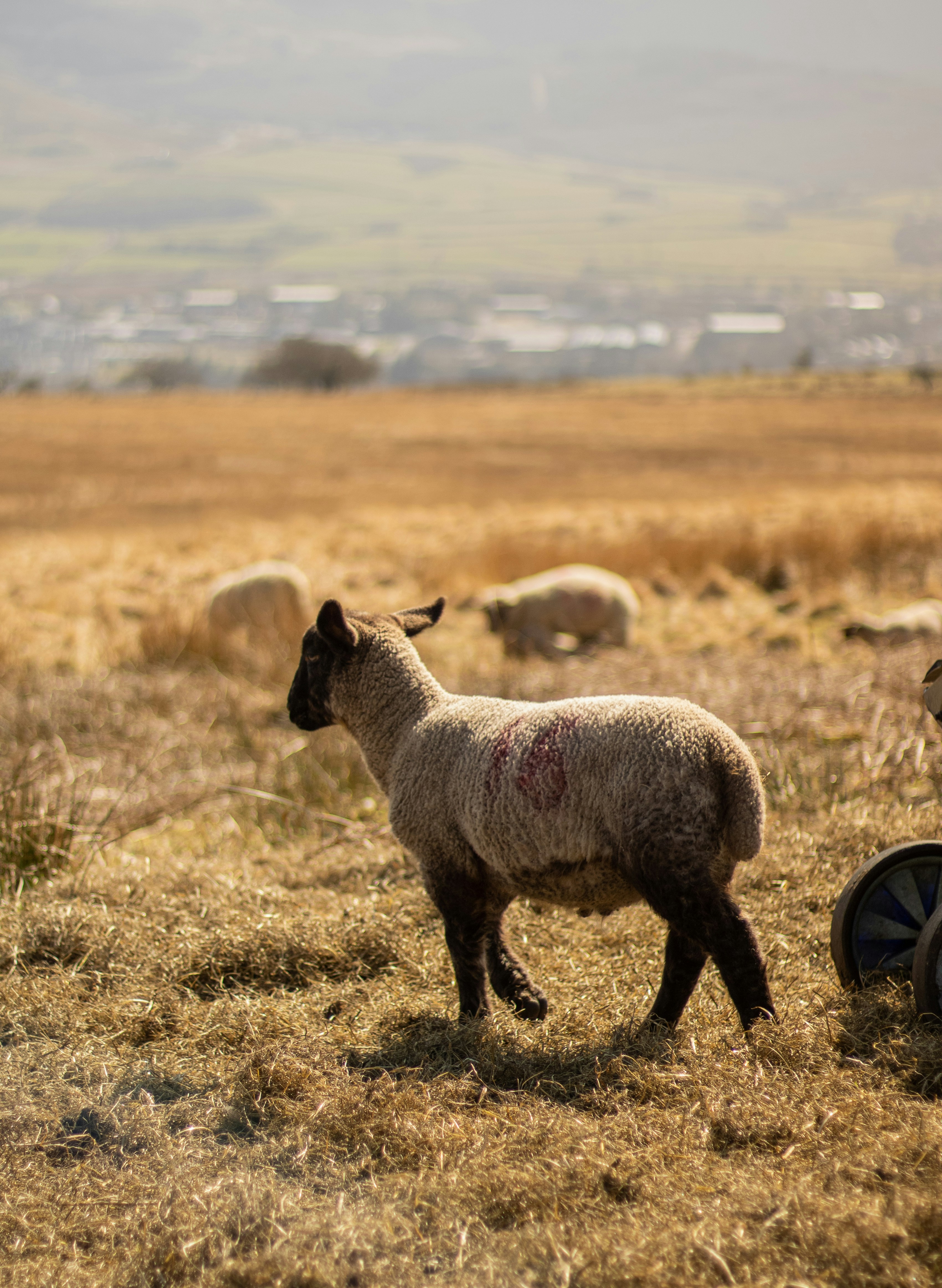 white sheep on brown grass field during daytime
