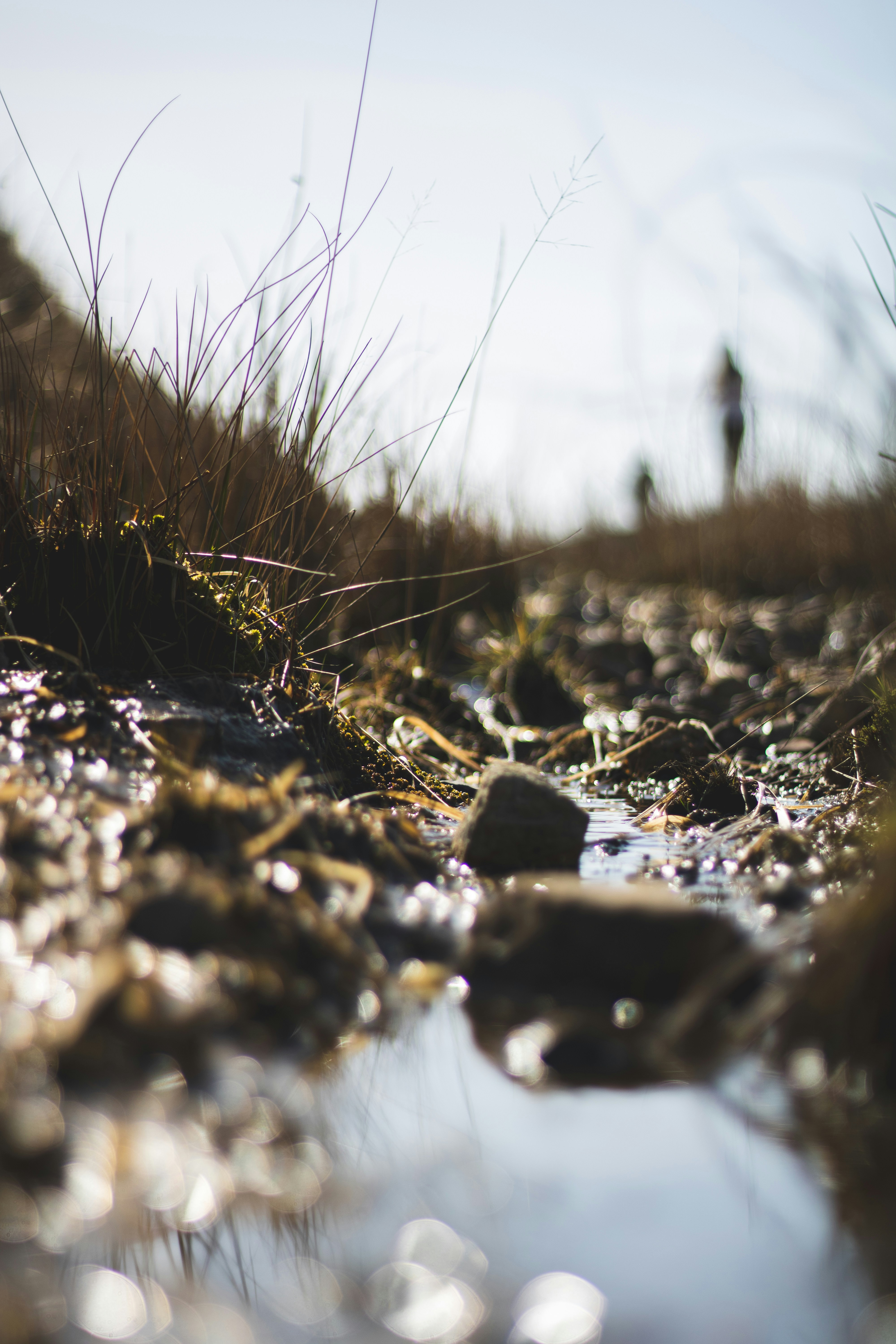 Low-Angle Tide: A Foamy Path Through Wet Grasses