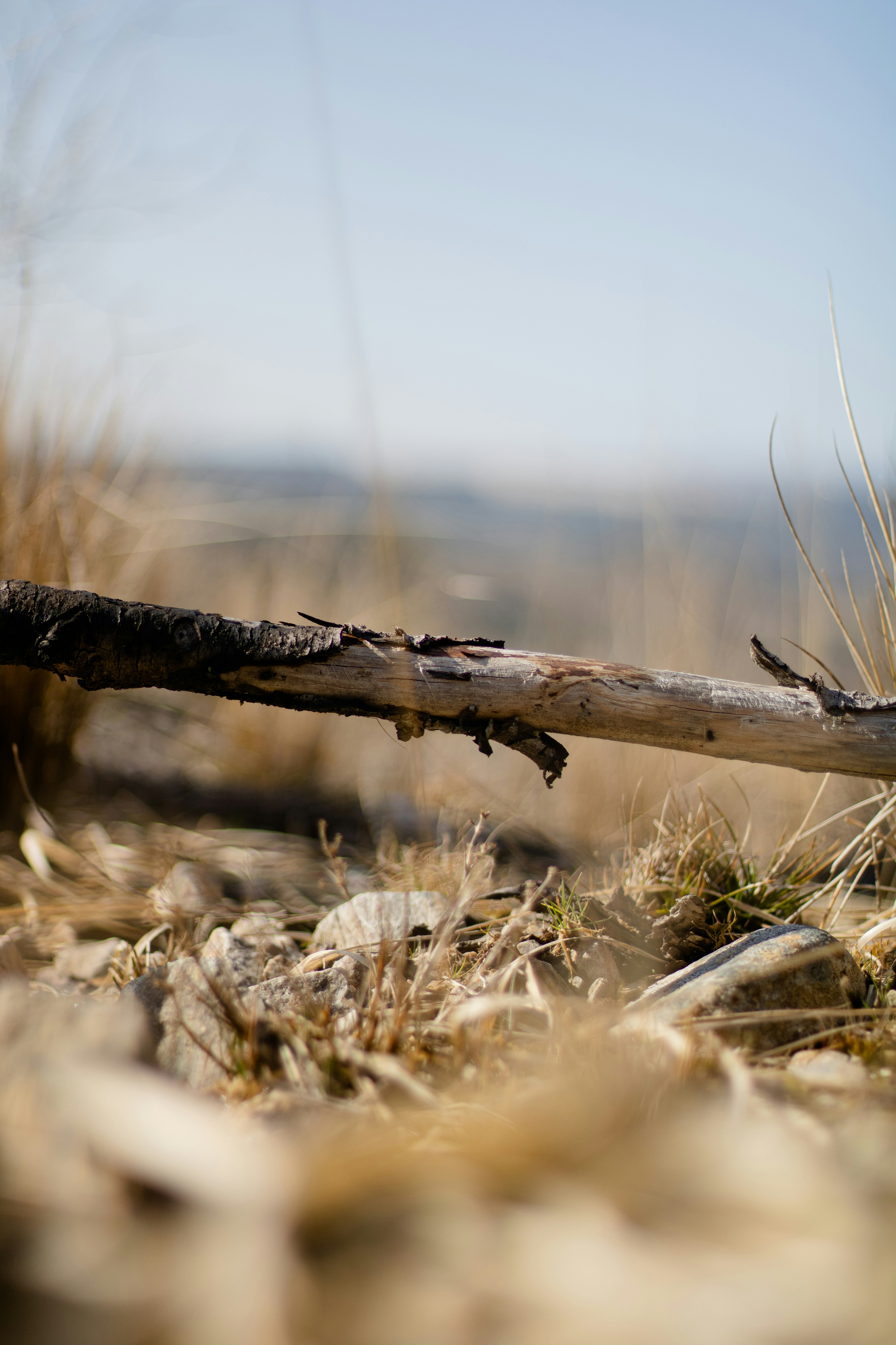Driftwood Across a Pebble Field Under a Clear Spring Sky