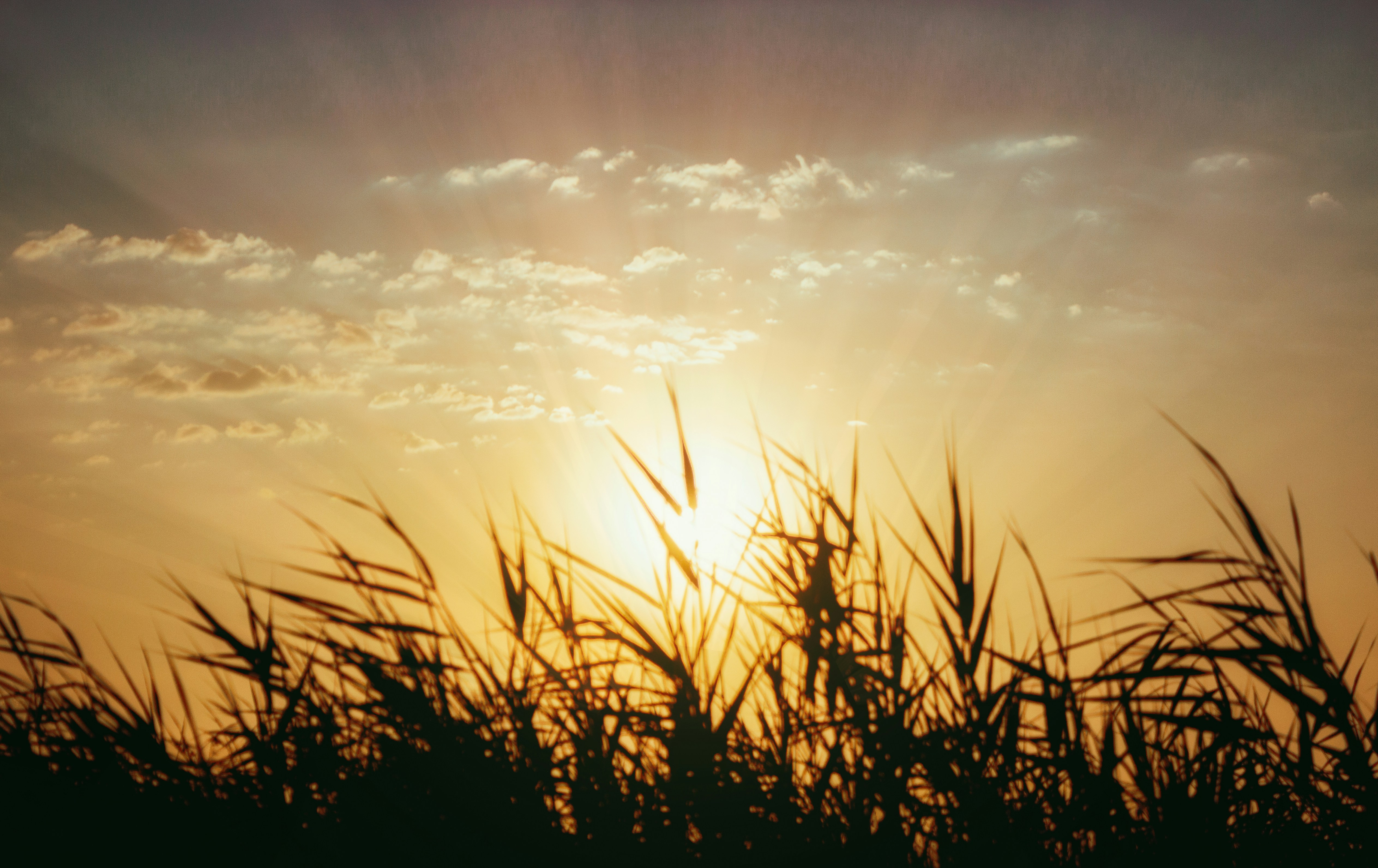 silhouette of grass during sunset