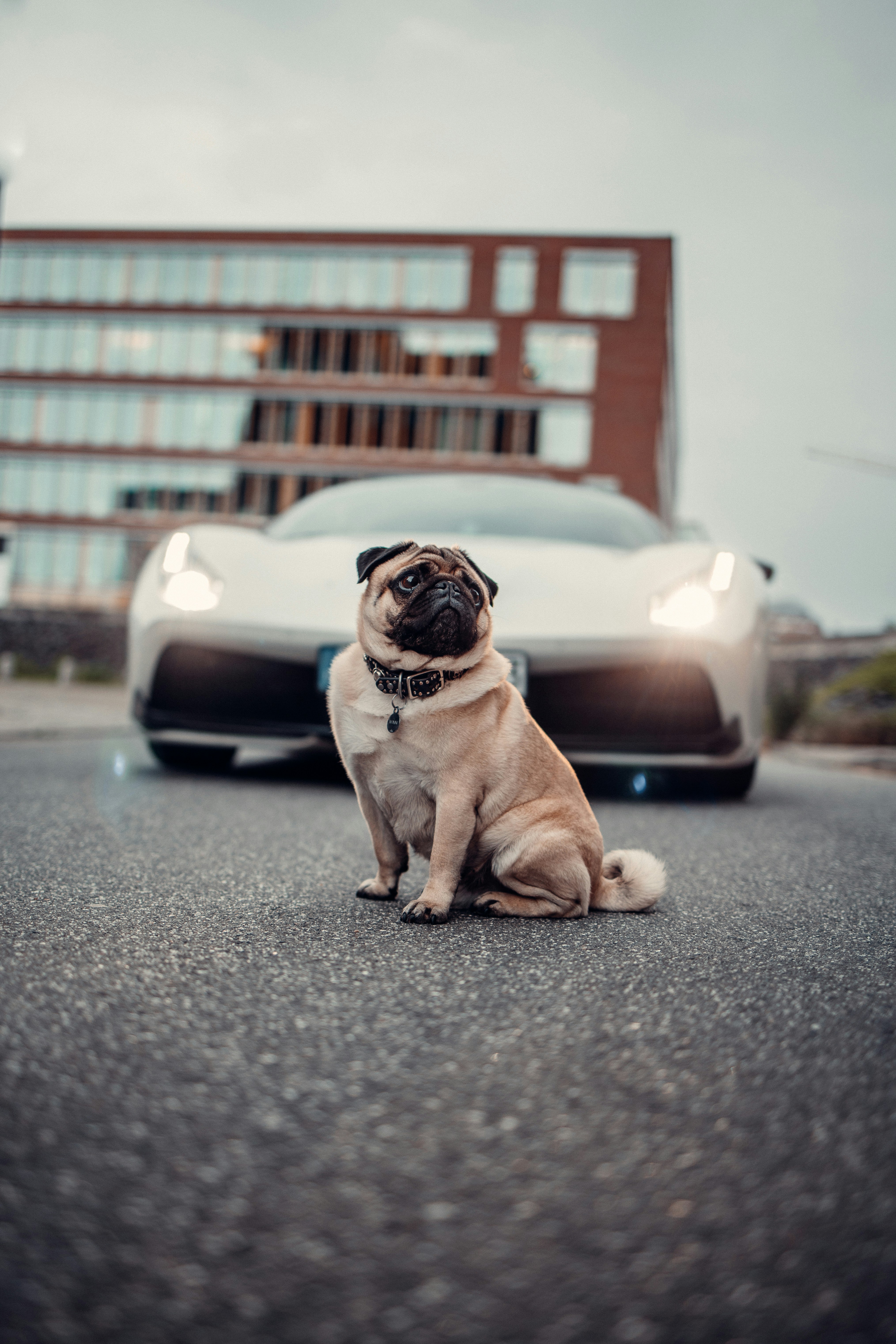 Low-Angle Moment: Pug with a Gleaming White Sports Car in an Urban Backdrop