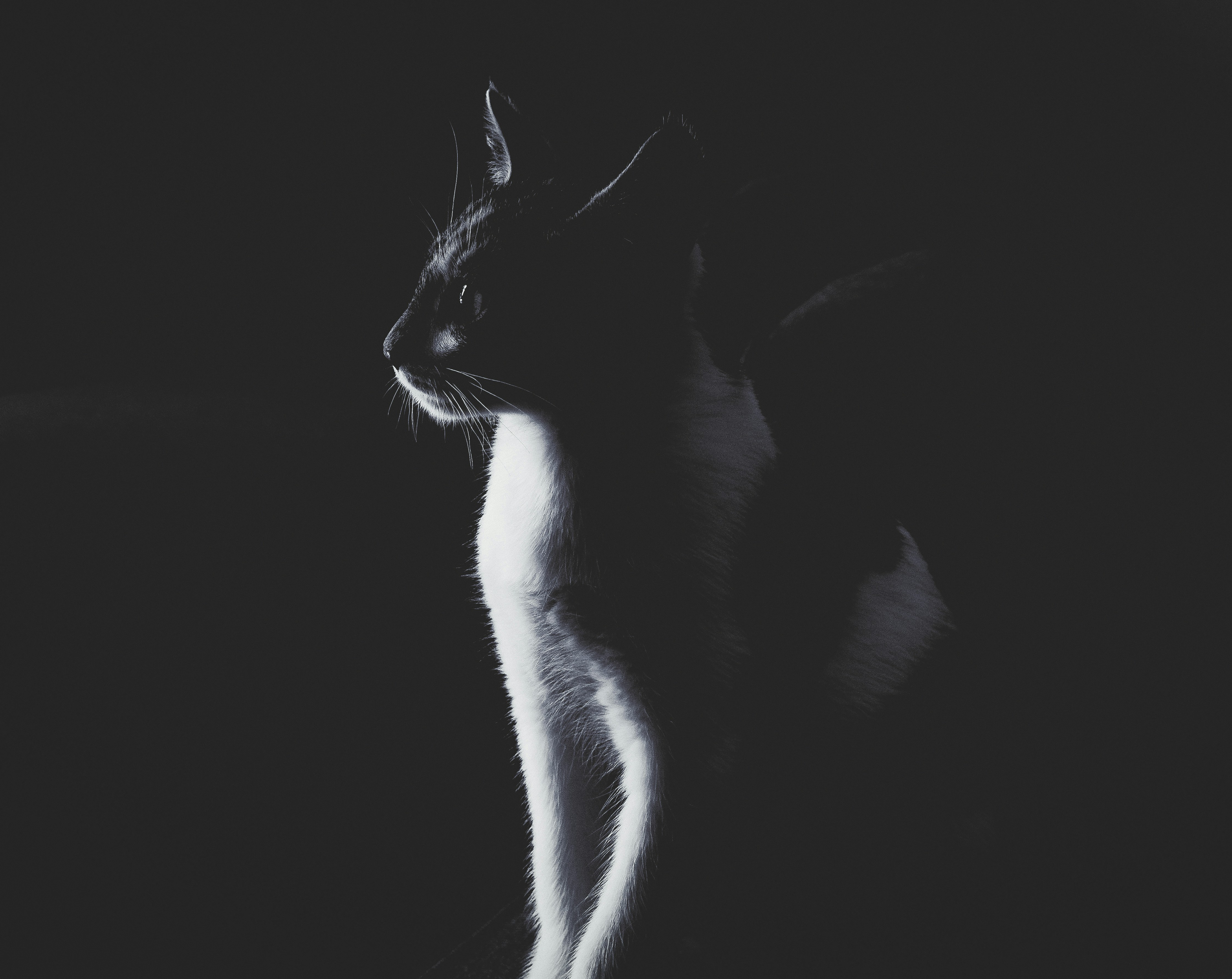 High Contrast Cat Photography
