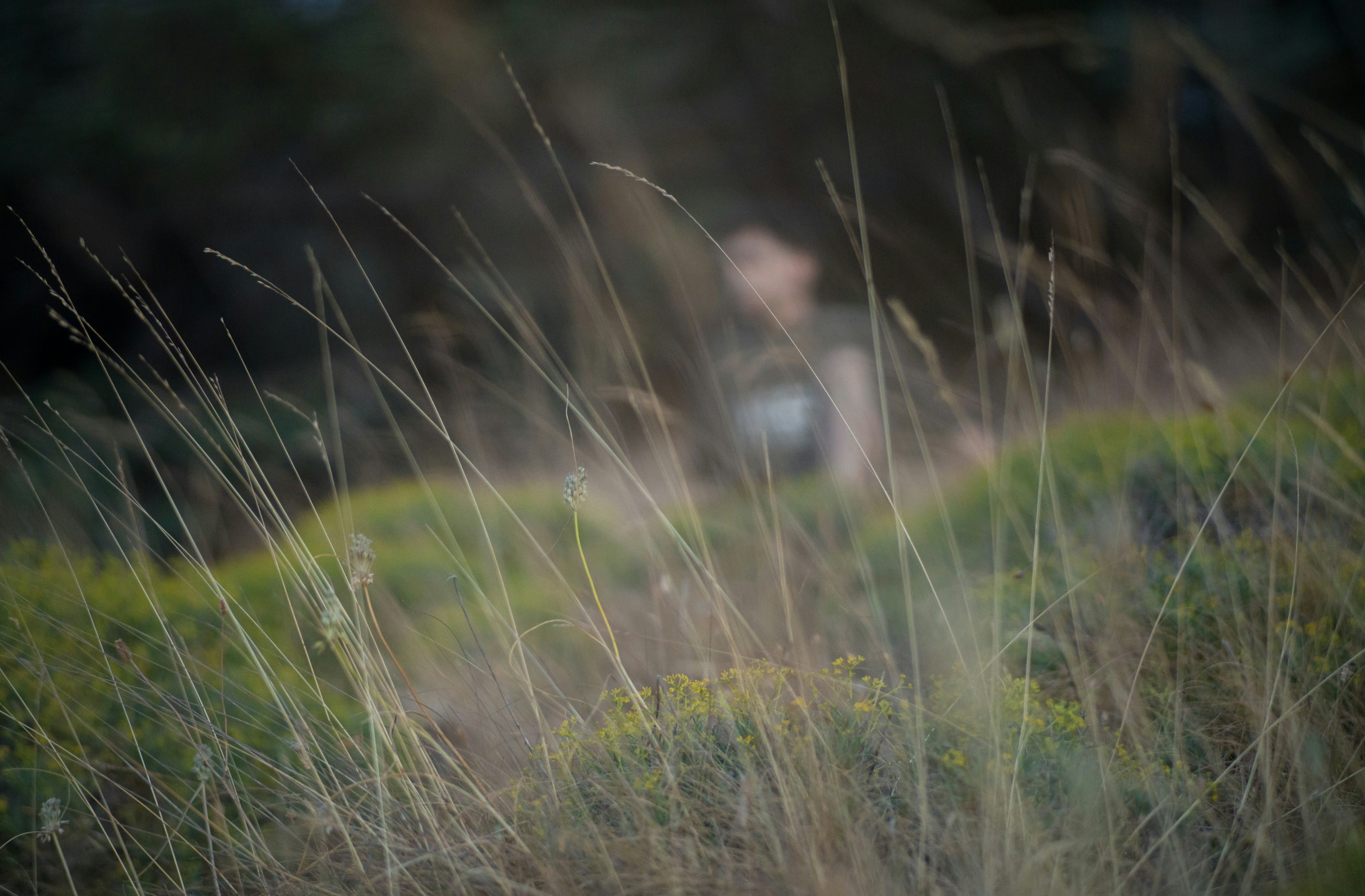 Soft Meadow Loom: Blades in Bloom Against a Blurred Distant Thicket