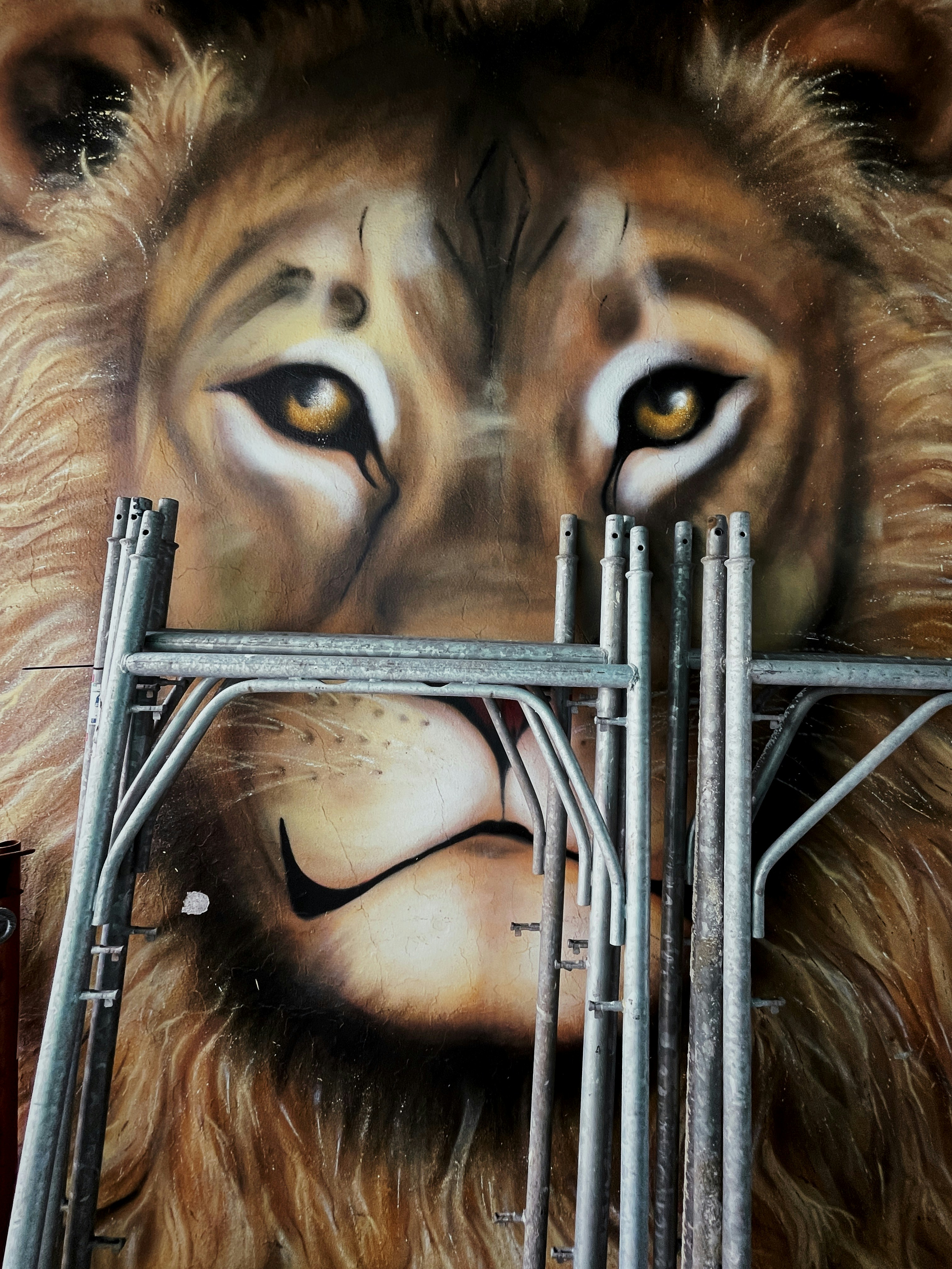 Lion Portrait Behind Scaffolding: City Graffiti Meets Wildlife Sculpture