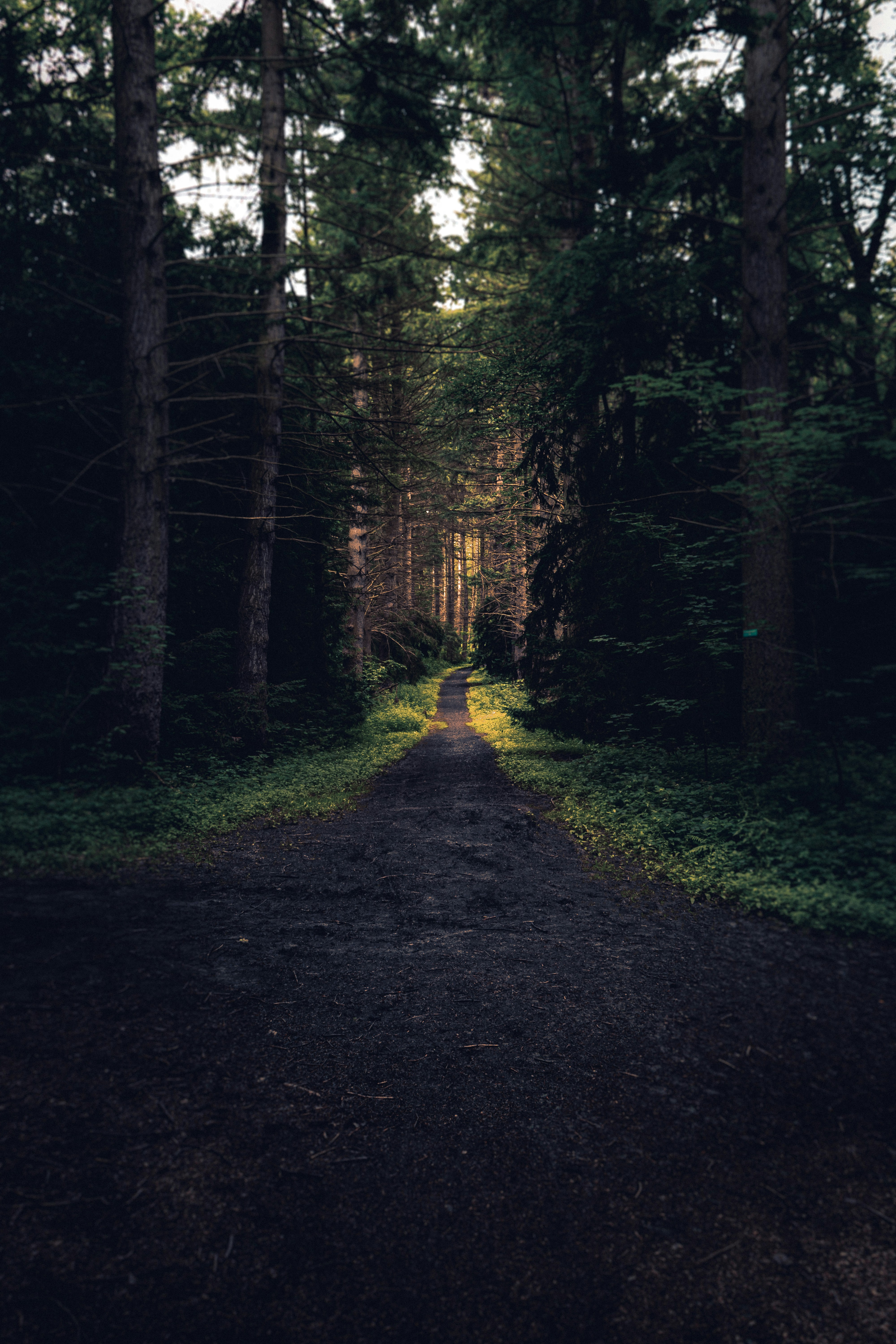 500+ Dark Forest Pictures [HD] | Download Free Images on Unsplash