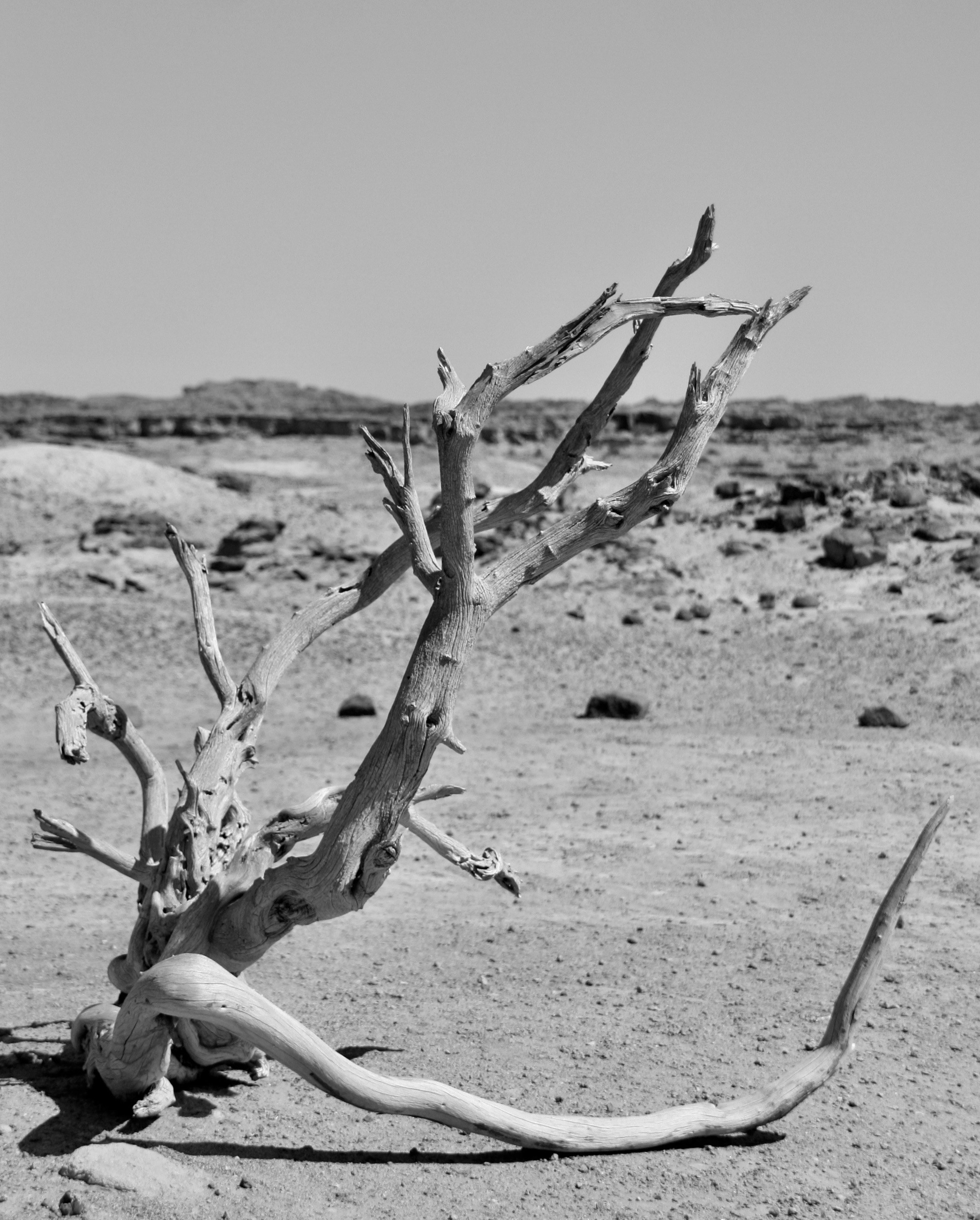 Gnarled, weathered branches of a dead tree stretch across a barren desert floor, showcasing the stark beauty of arid terrain.