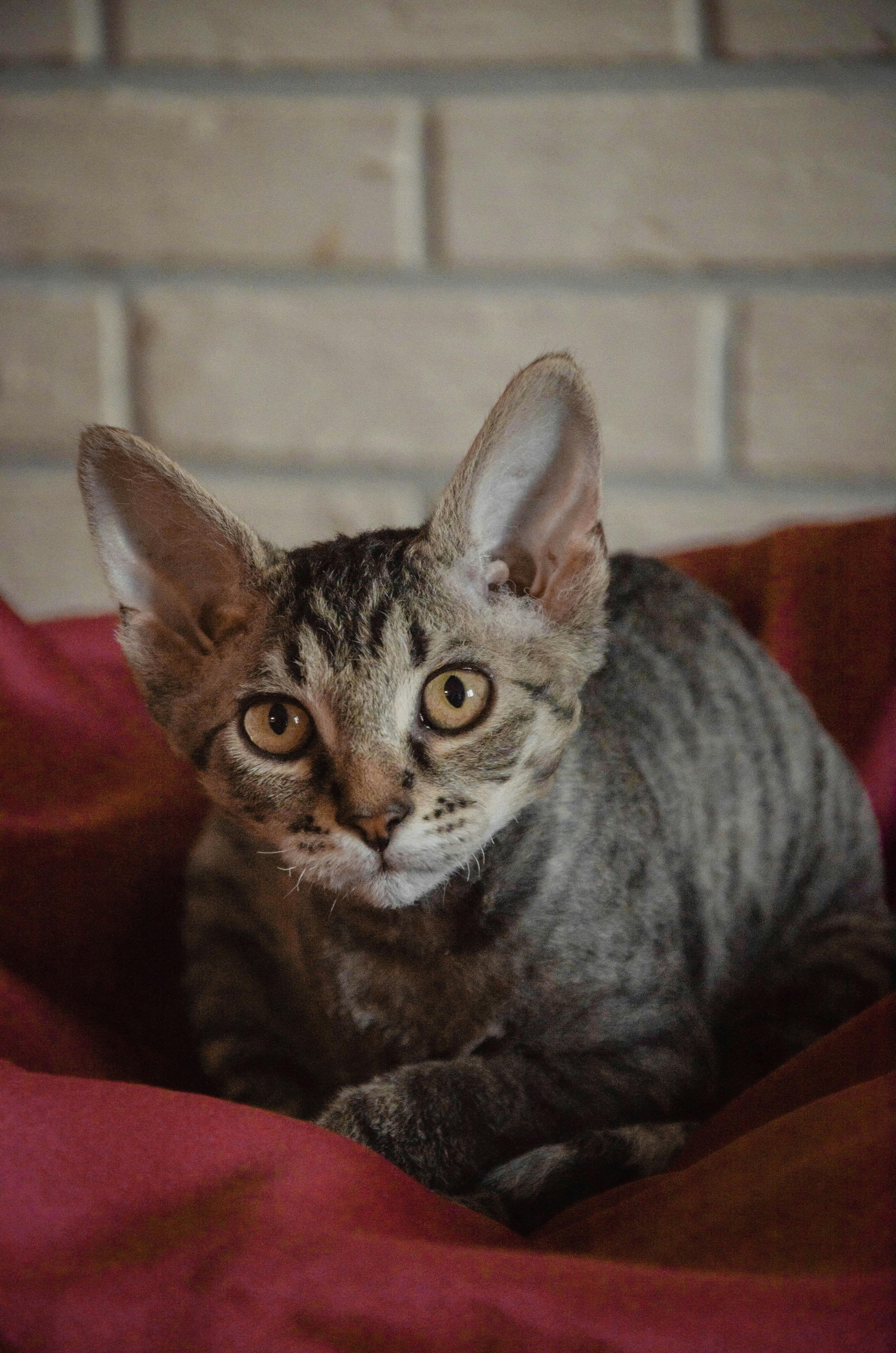 Amber-Eyed Cat on Crimson Velvet