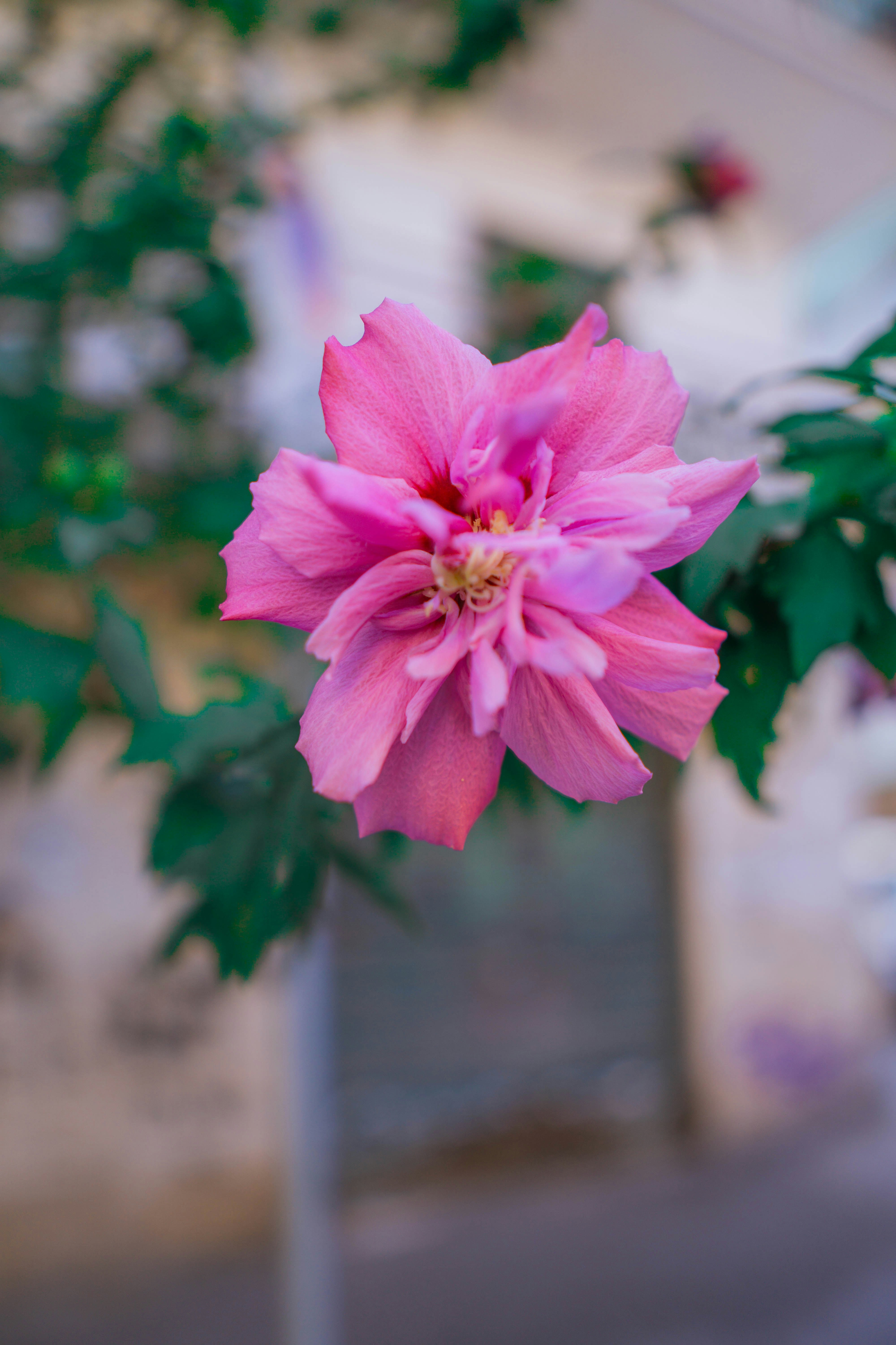 Pink Hibiscus in Soft Focus Bloom