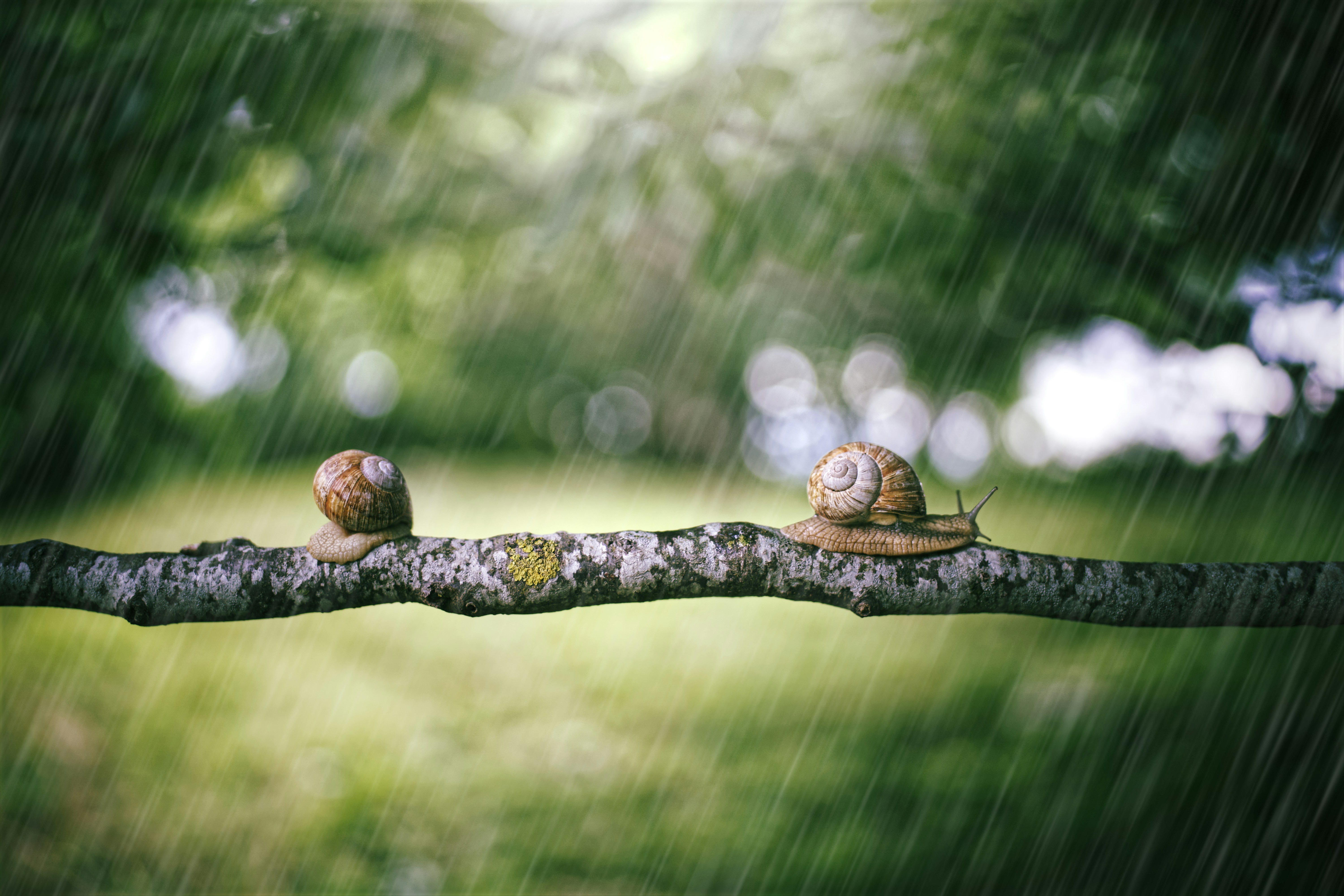 Two Snails in a Rain-Kissed Glade