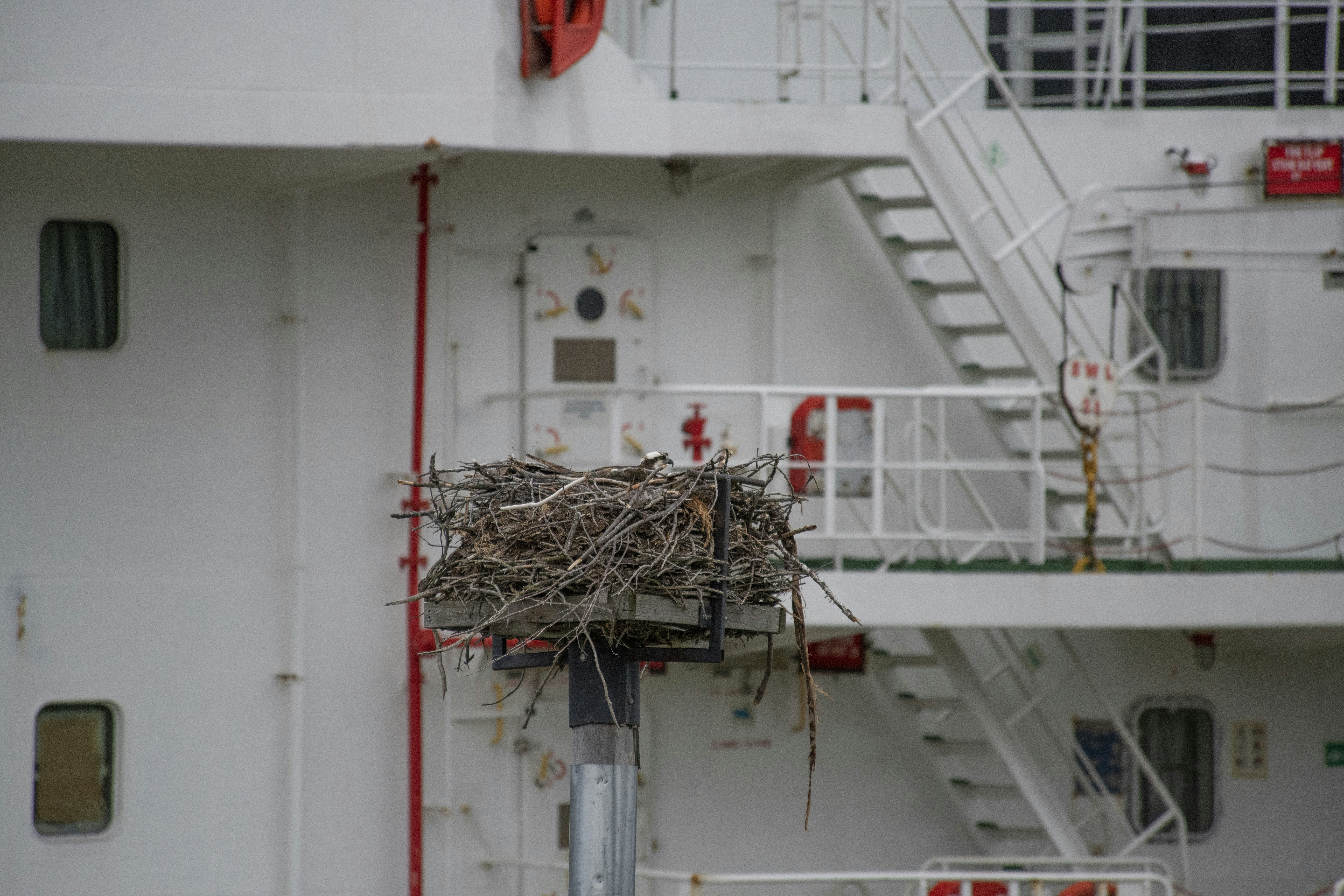 Nest on a Weathered Mast Framed by a White Vessel
