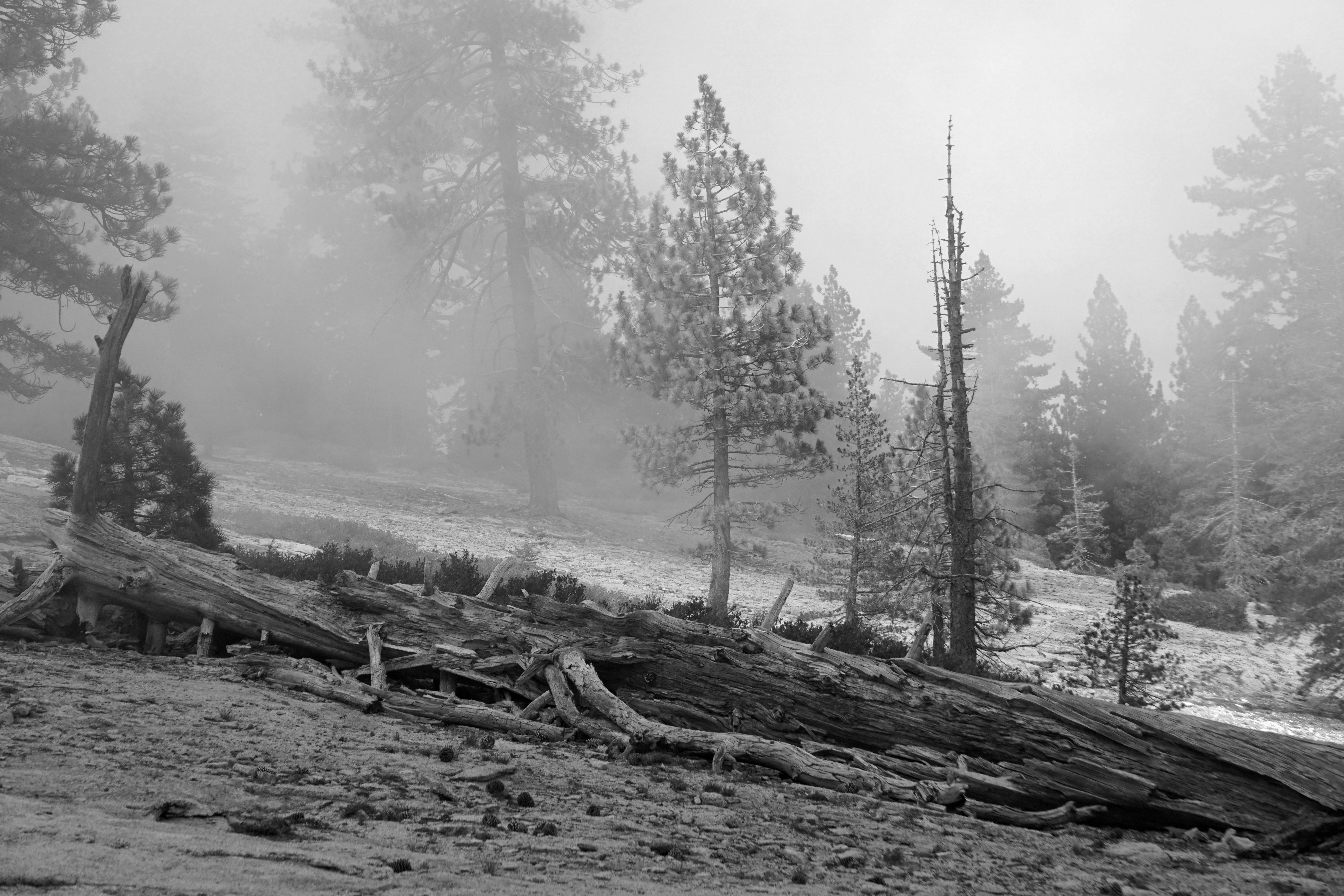 A weathered log lies amidst a misty forest, surrounded by towering pine trees shrouded in fog.
