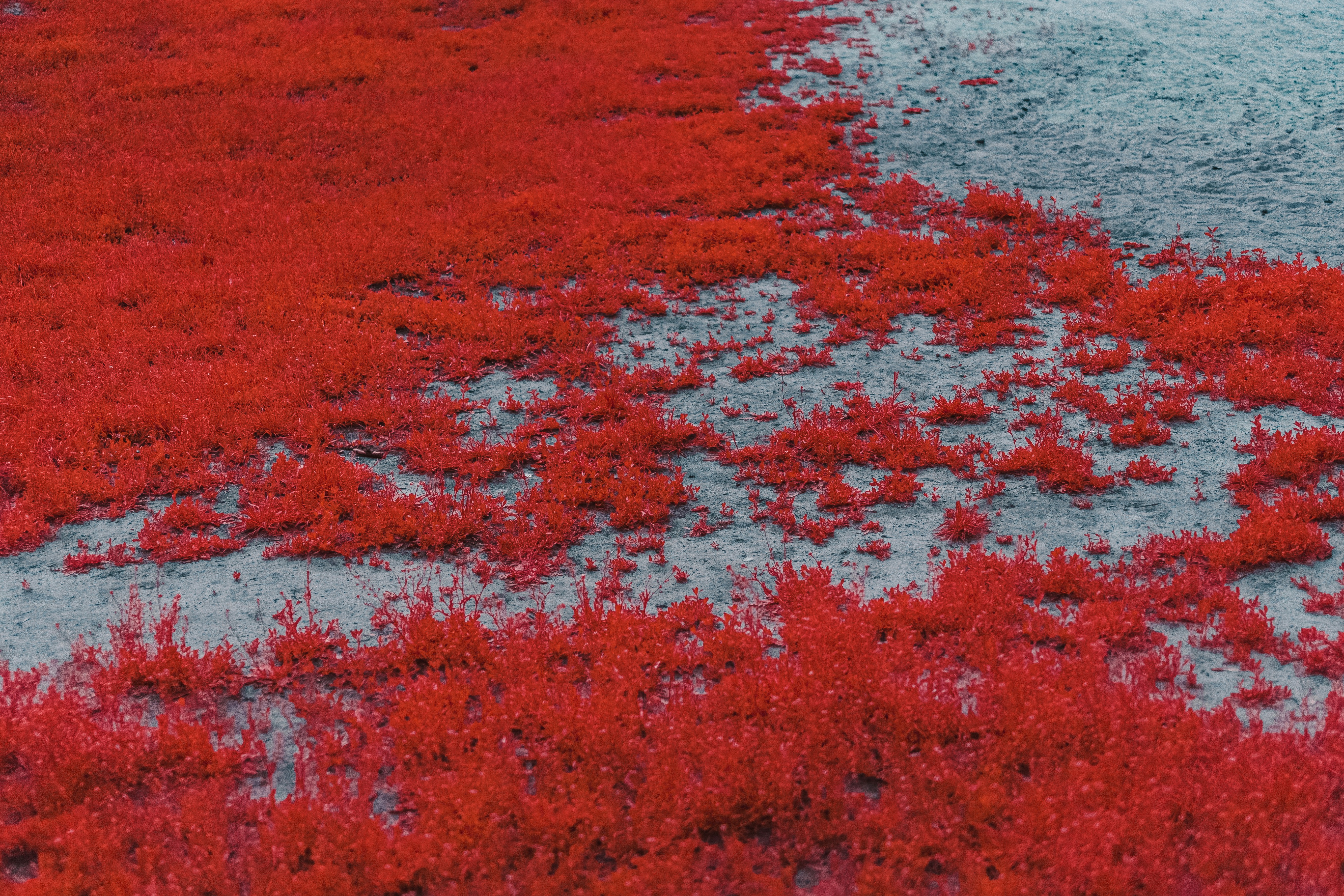 Crimson Carpet Draped Across a Quiet Gray Path
