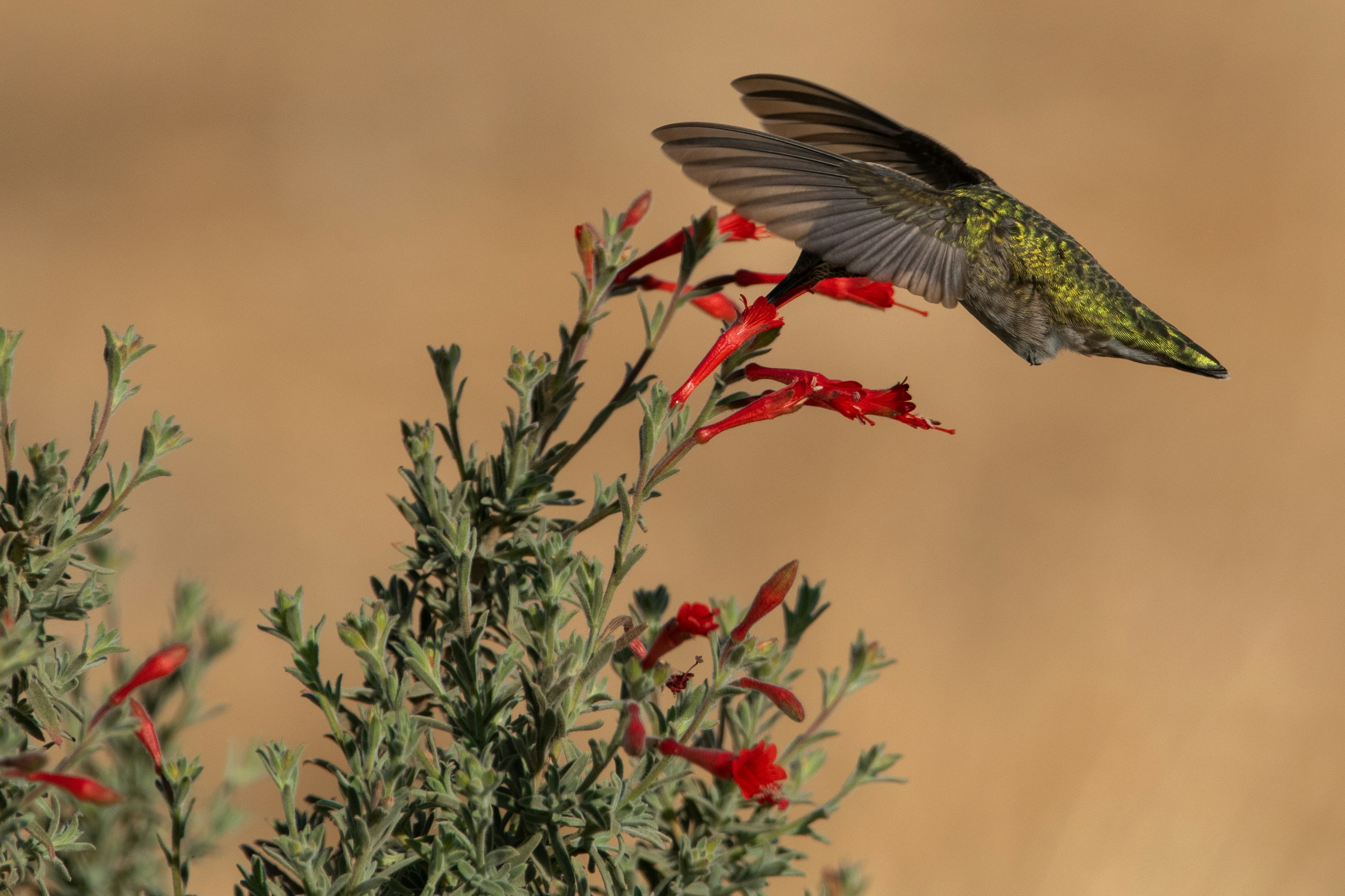 Emerald Hummingbird in a Mid-Flight Dash Through Scarlet Blooms
