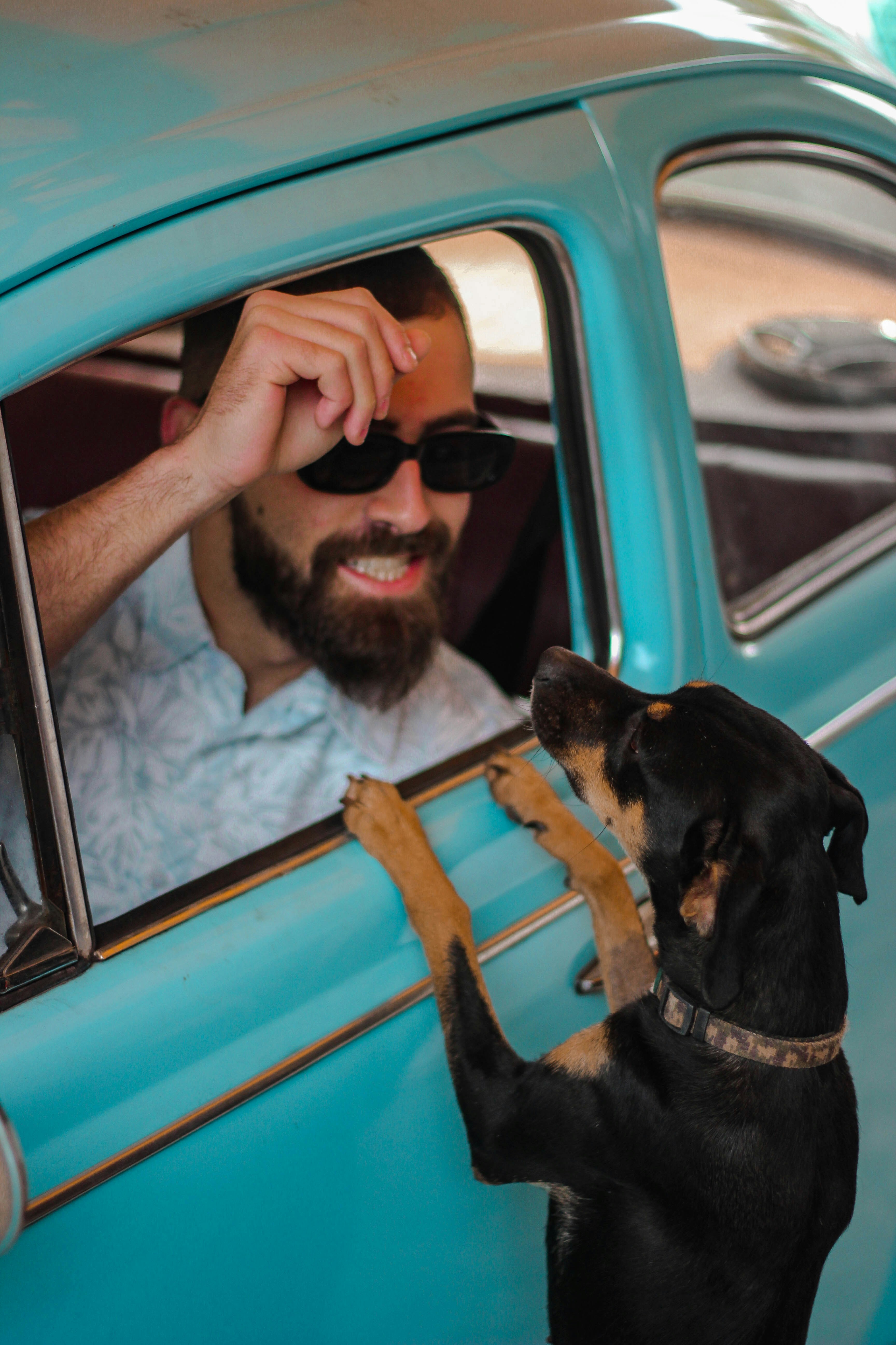 Paws on Window: A Bearded Moment in a Turquoise Classic