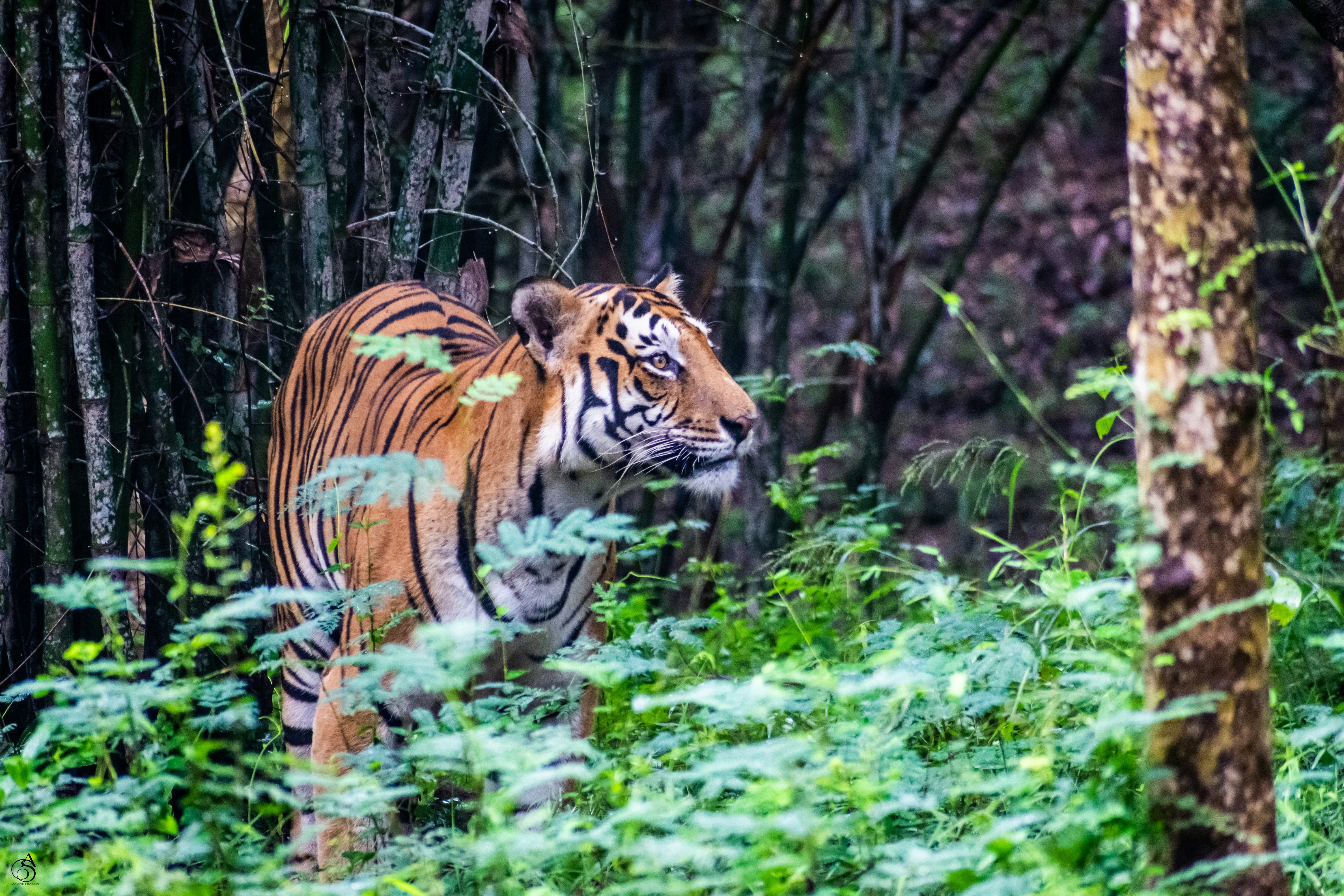 A tiger stealthily navigates through dense foliage in a lush forest, showcasing its vibrant stripes against the greenery.