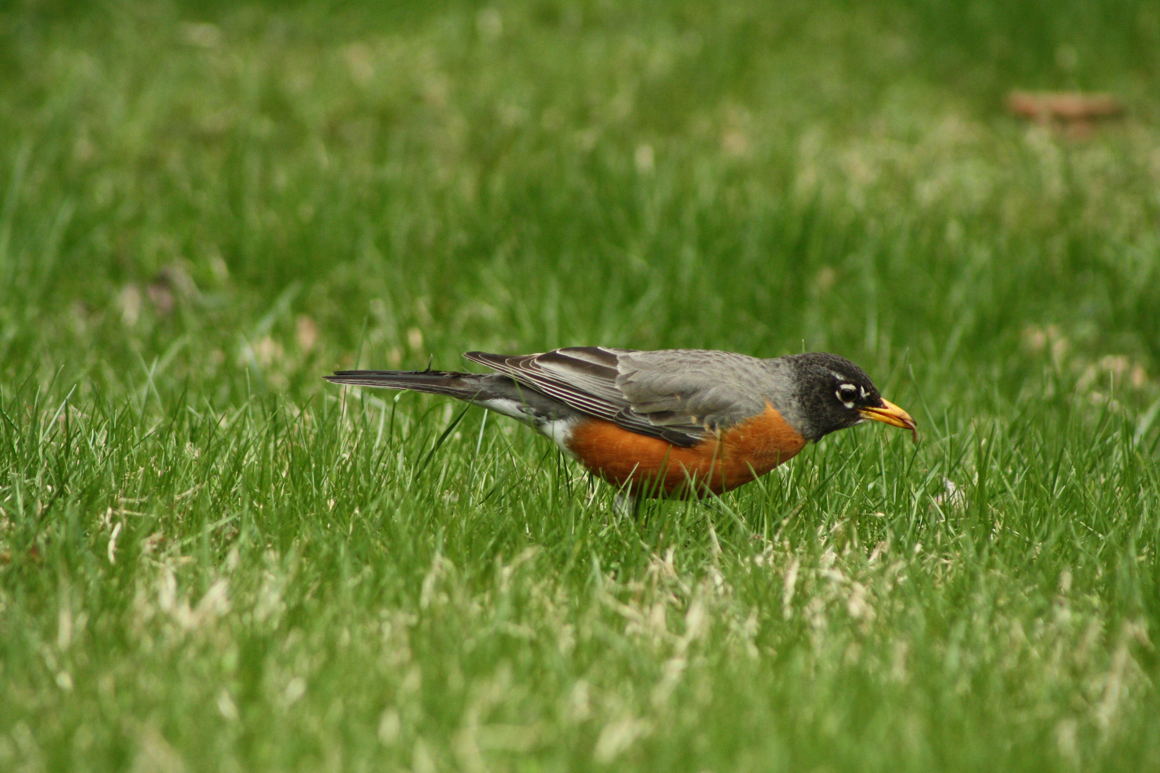 Robin foraging on lush green grass.