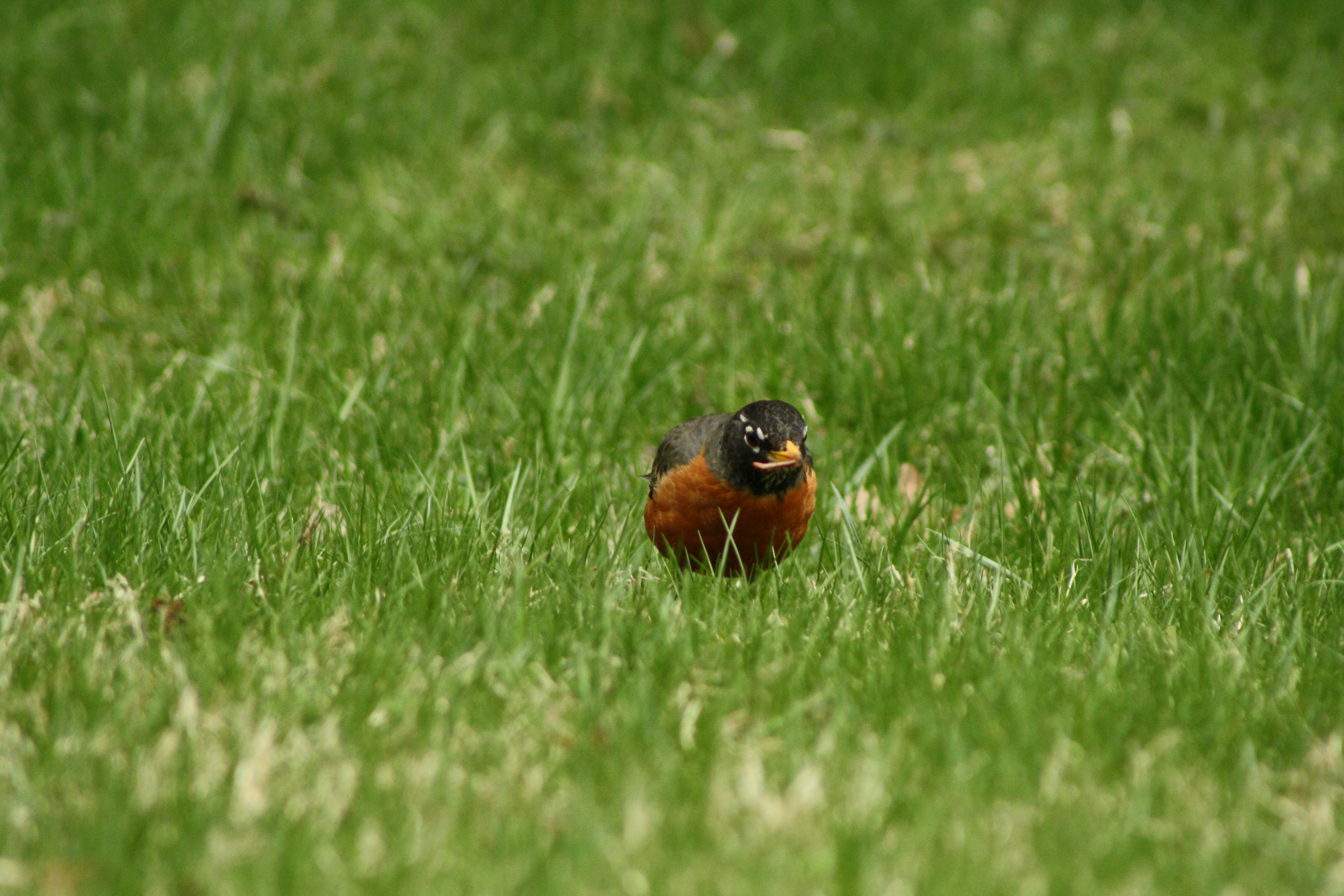 A robin foraging in lush green grass, showcasing its vibrant plumage against a natural backdrop.
