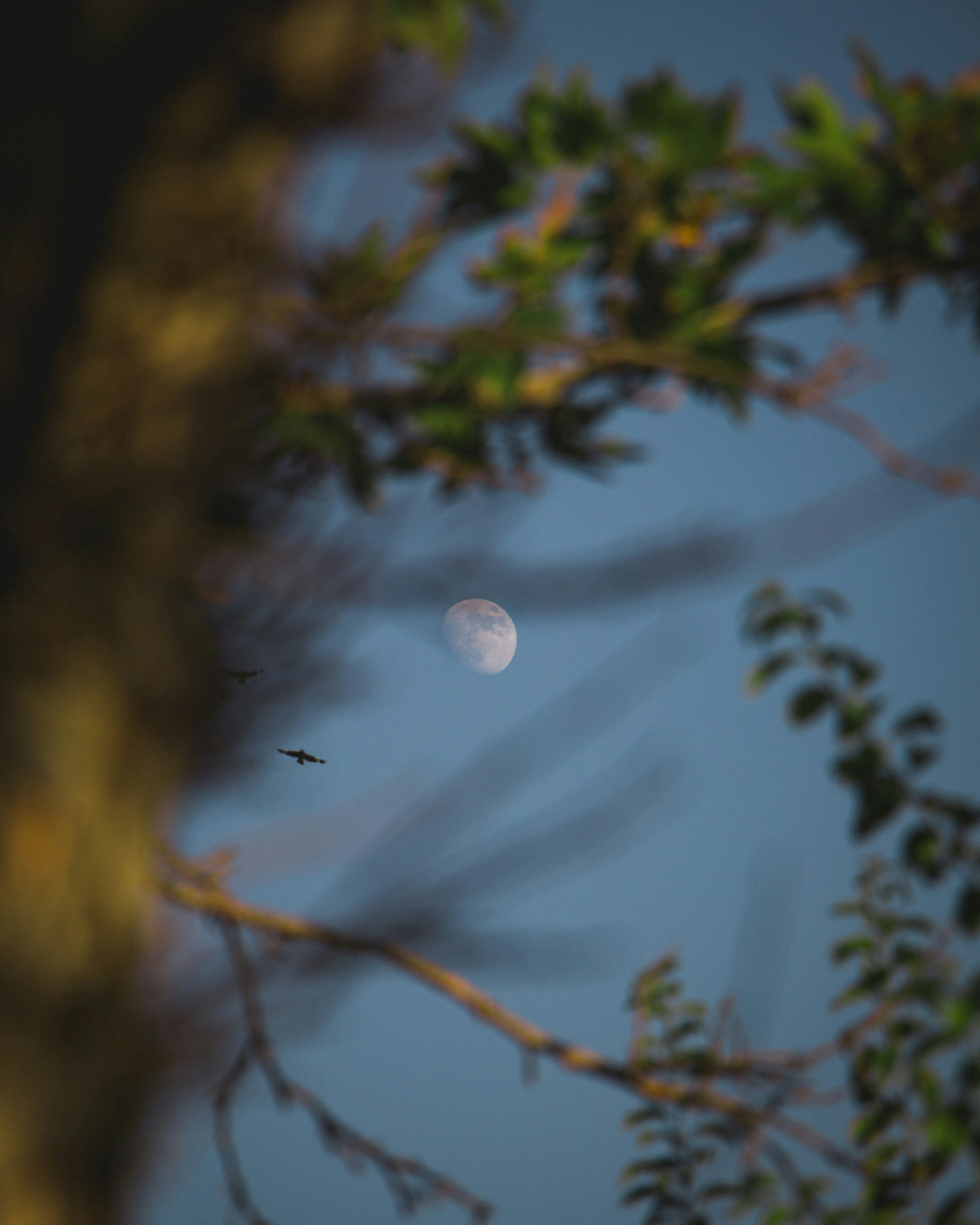 Moonlit Blur: A Quiet Night Through Foliage