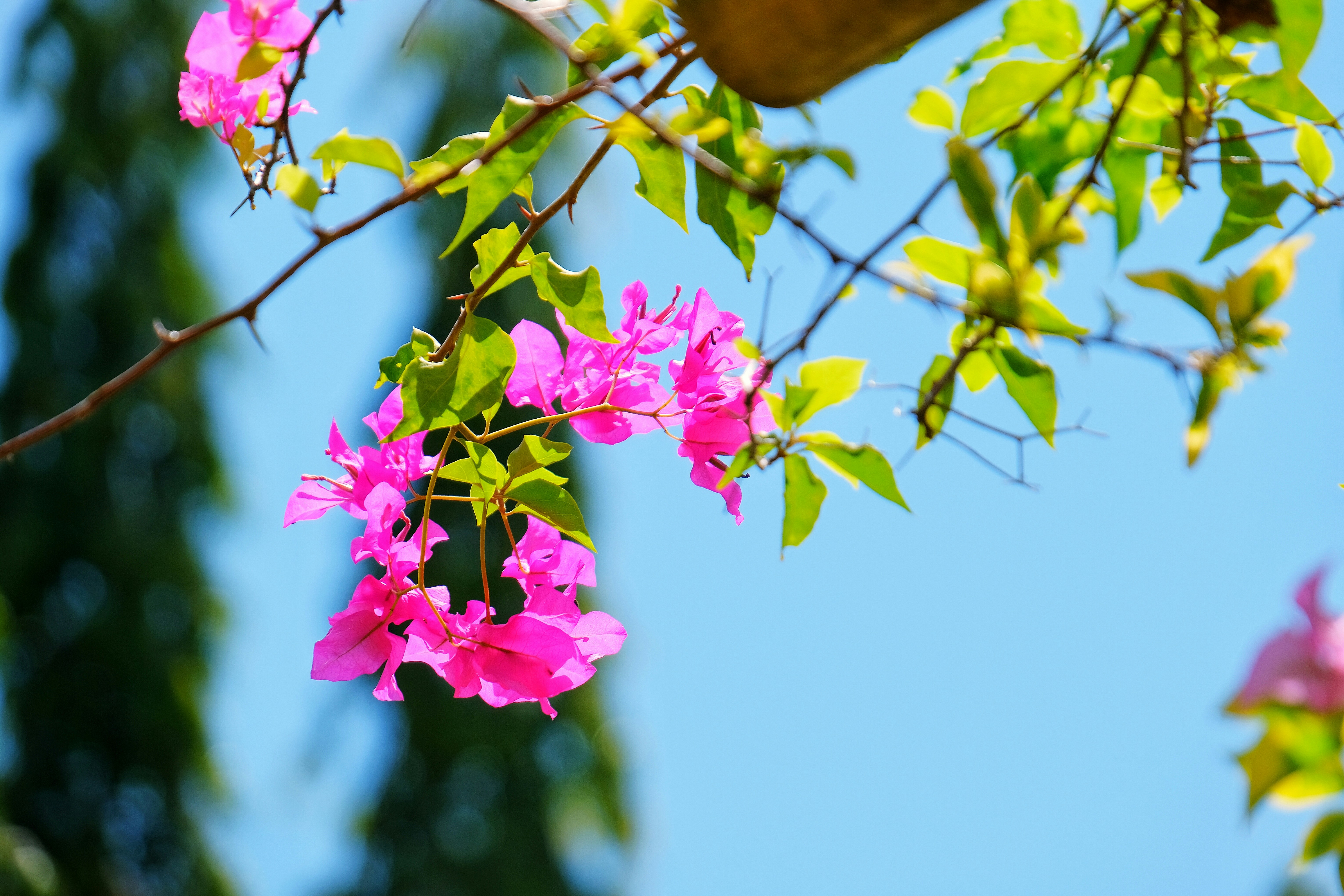 How to Take Amazing Abstract Flower Photography - Best Tips and Ideas