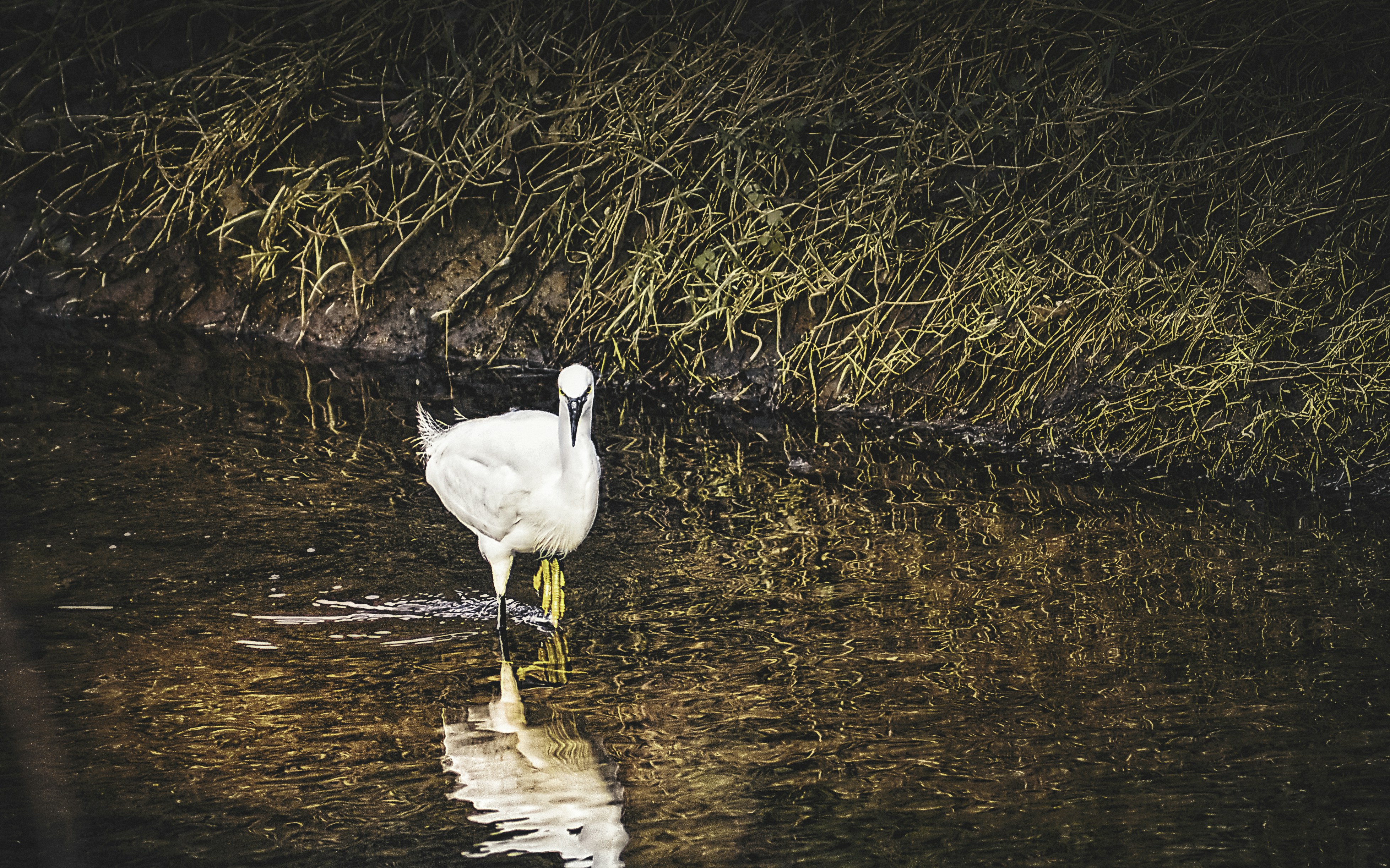 Little egret with bright yellow feet wades in the Connswater river, surrounded by earthy tones.