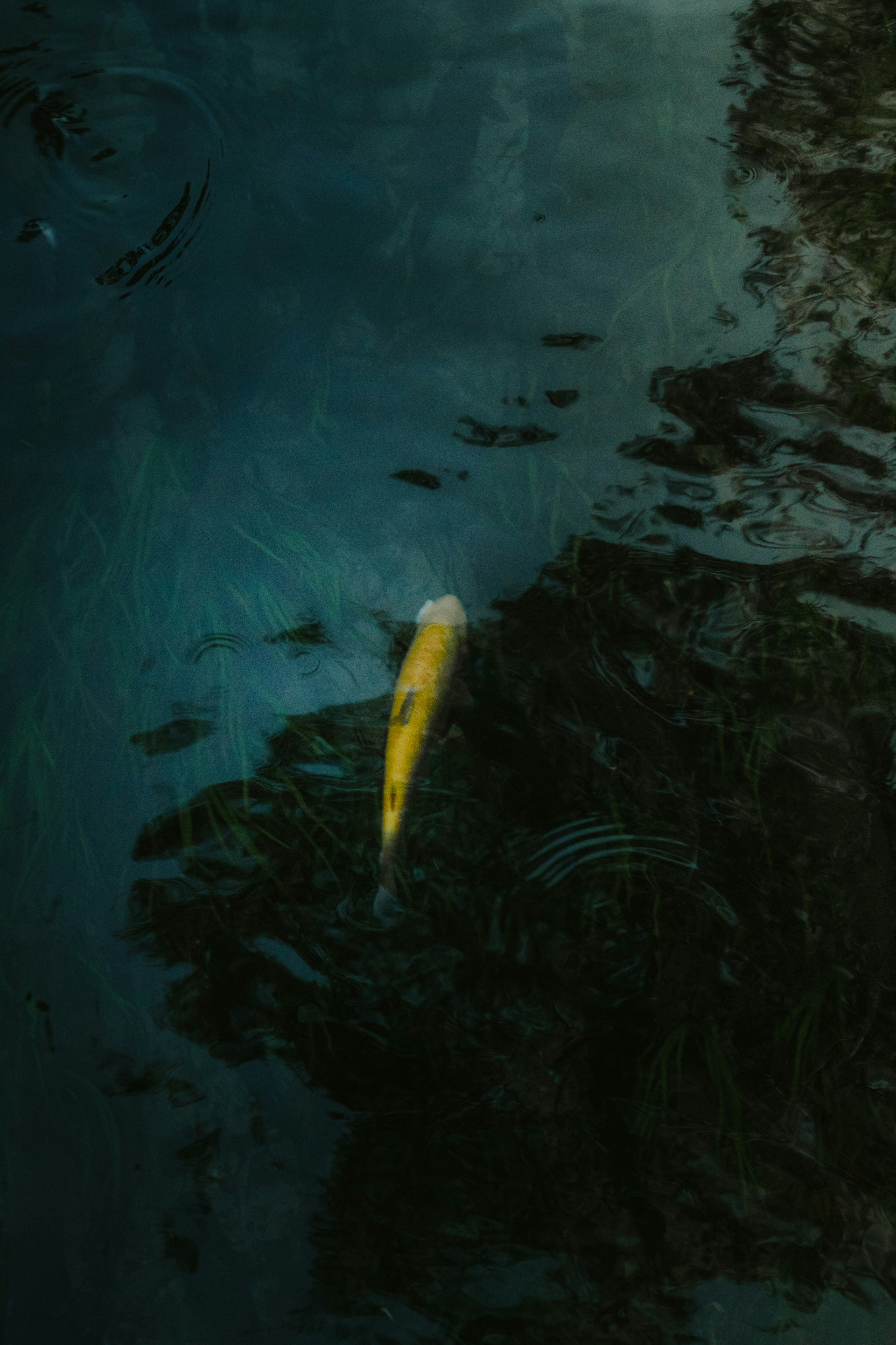 A solitary yellow koi fish gliding through tranquil waters, surrounded by ripples and aquatic vegetation.