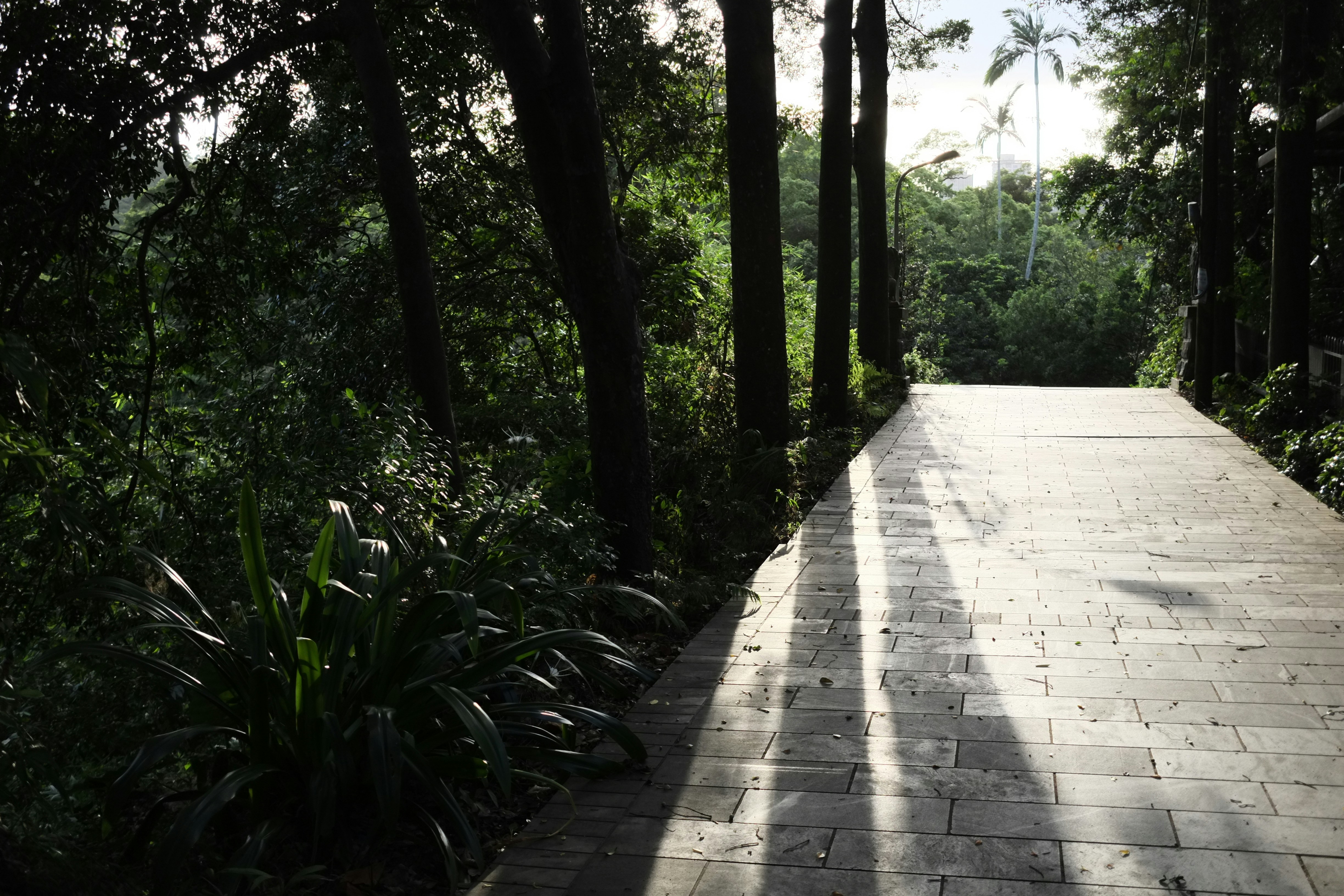 Gray concrete pathway between green trees during daytime photo – Free ...