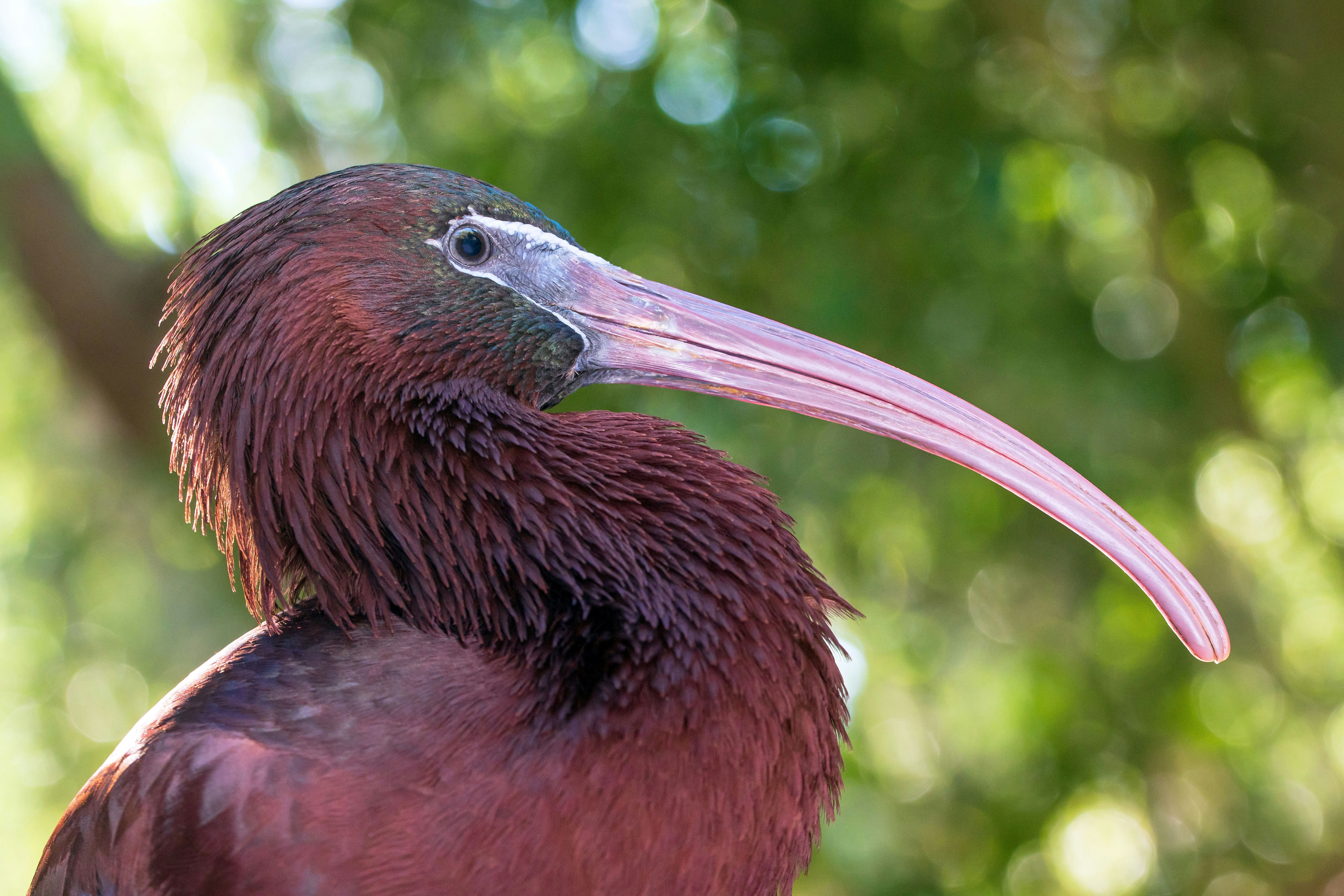 Brown and black long beak bird photo – Free Australia Image on Unsplash