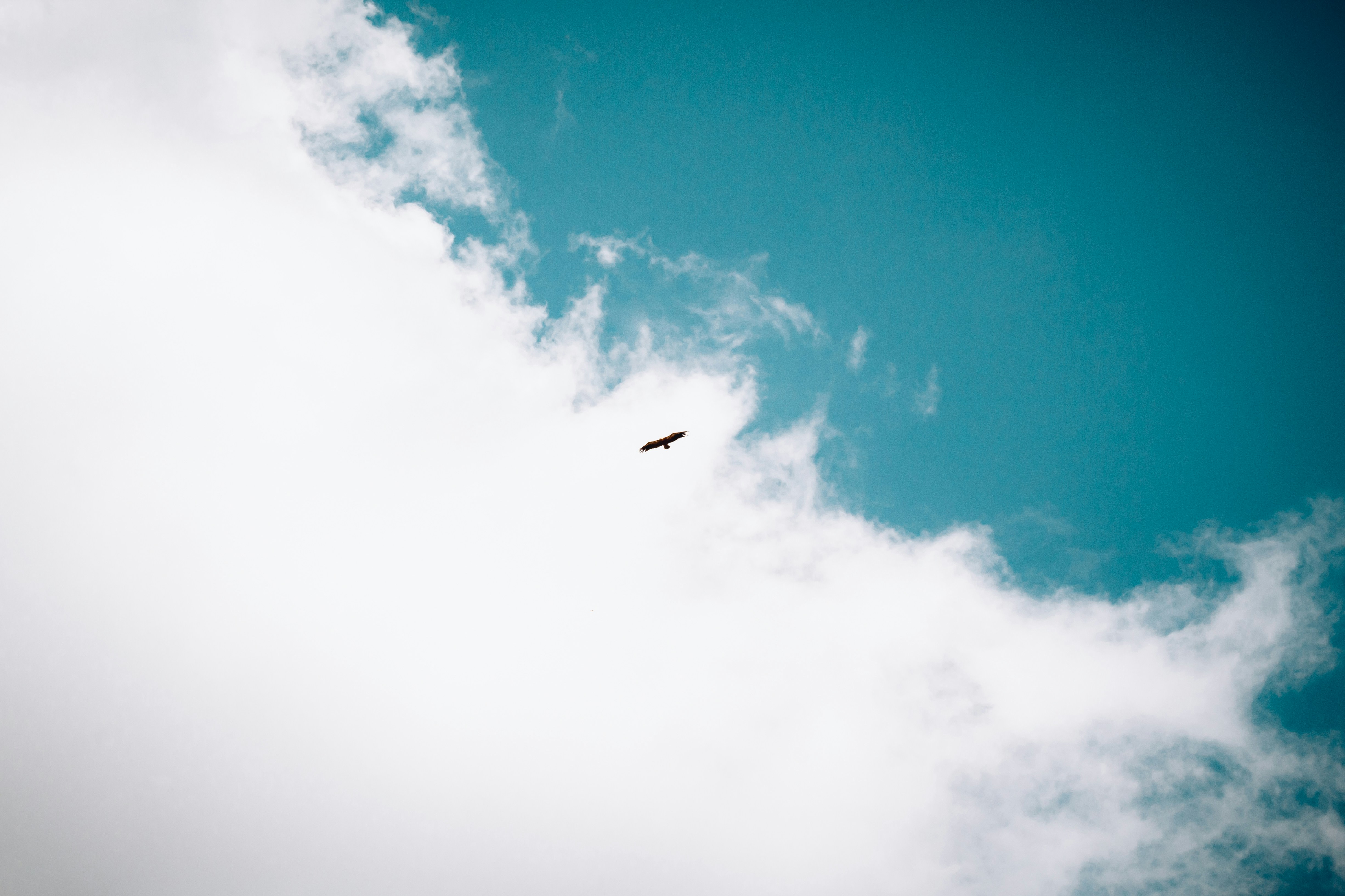 Vulture gliding effortlessly against a backdrop of white clouds and clear blue sky.
