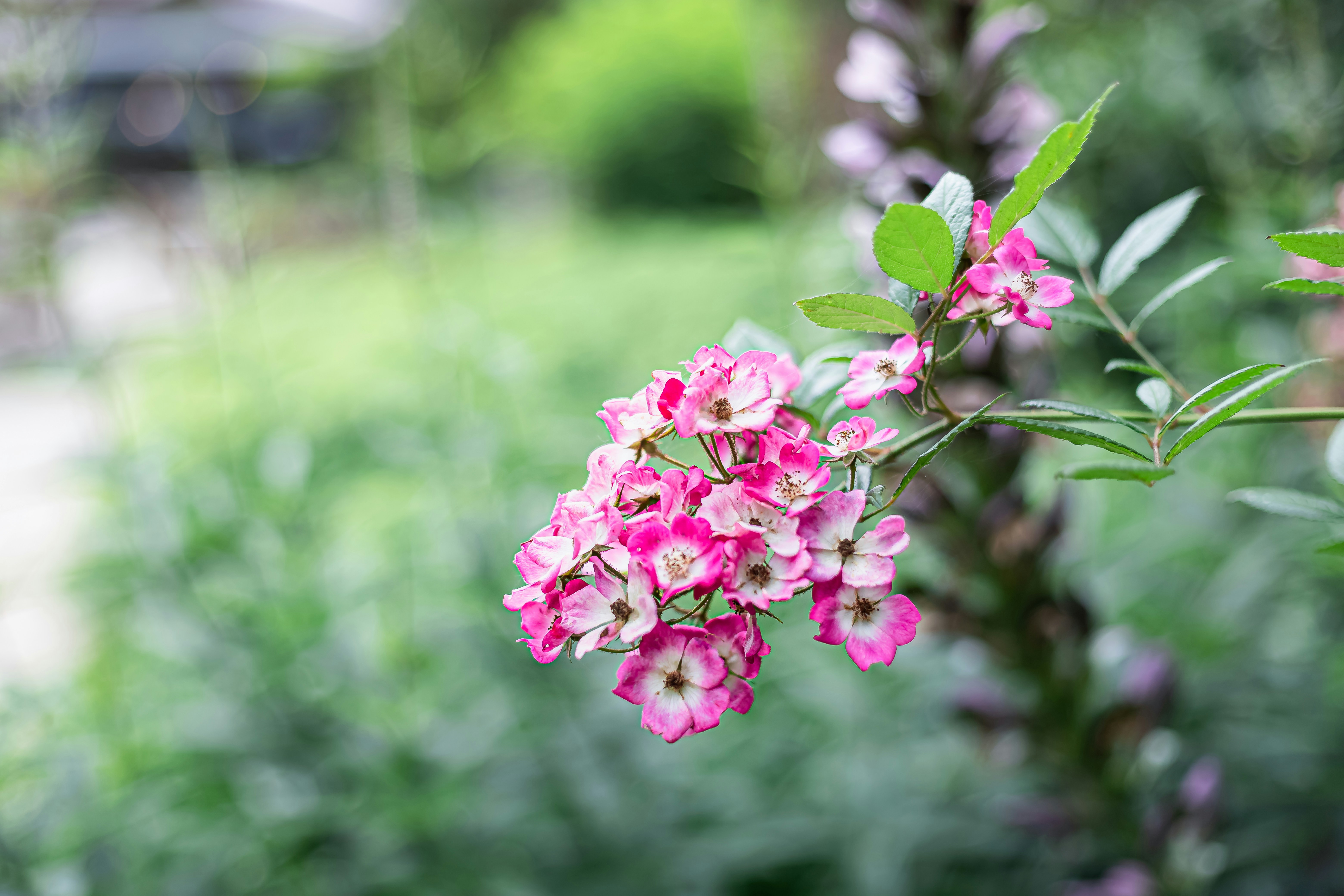 Whispering Pink Clusters: A Small Bloom in a Sea of Green