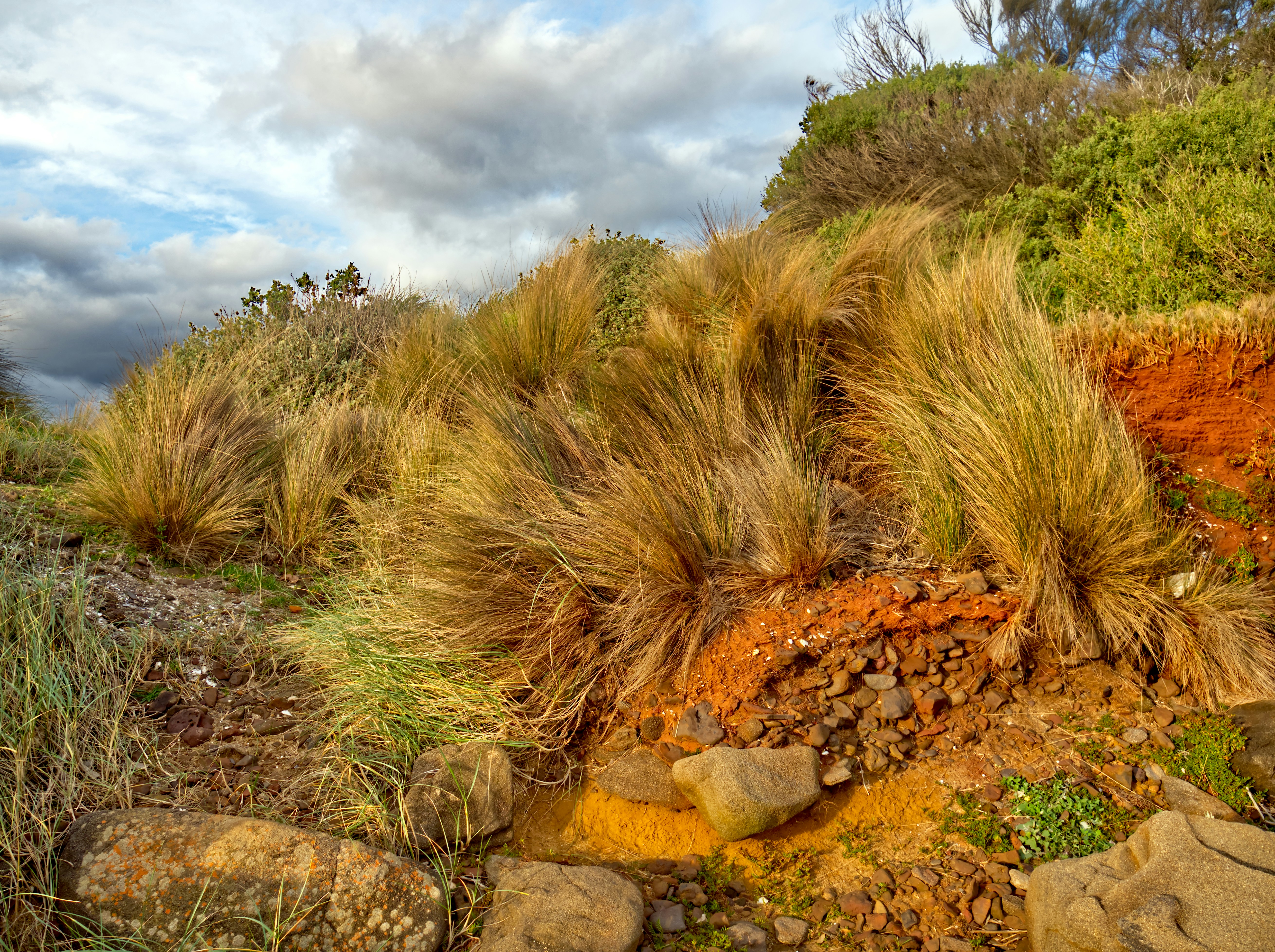 Sunset Beach Grasses; Earimil Beach, Mt Eliza, Victoria, Australia; July 2021 Went here to shoot some nice rock formations in the setting sun. Looked behind me & these wind-assaulted nicely evening sun lit grasses popped out.