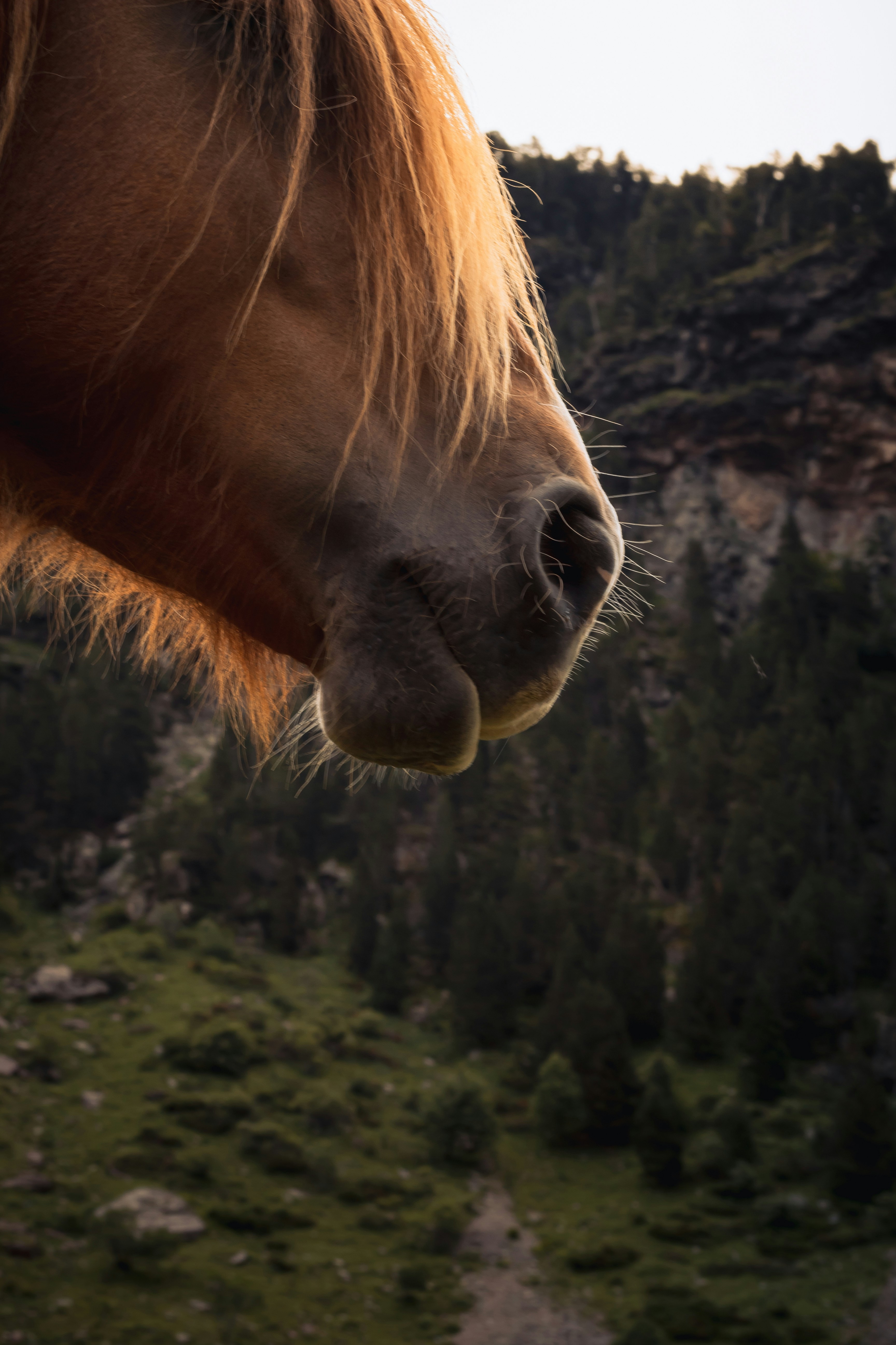 Alpine Gaze: The Horse's Muzzle Framed by Pine-Clad Cliffs