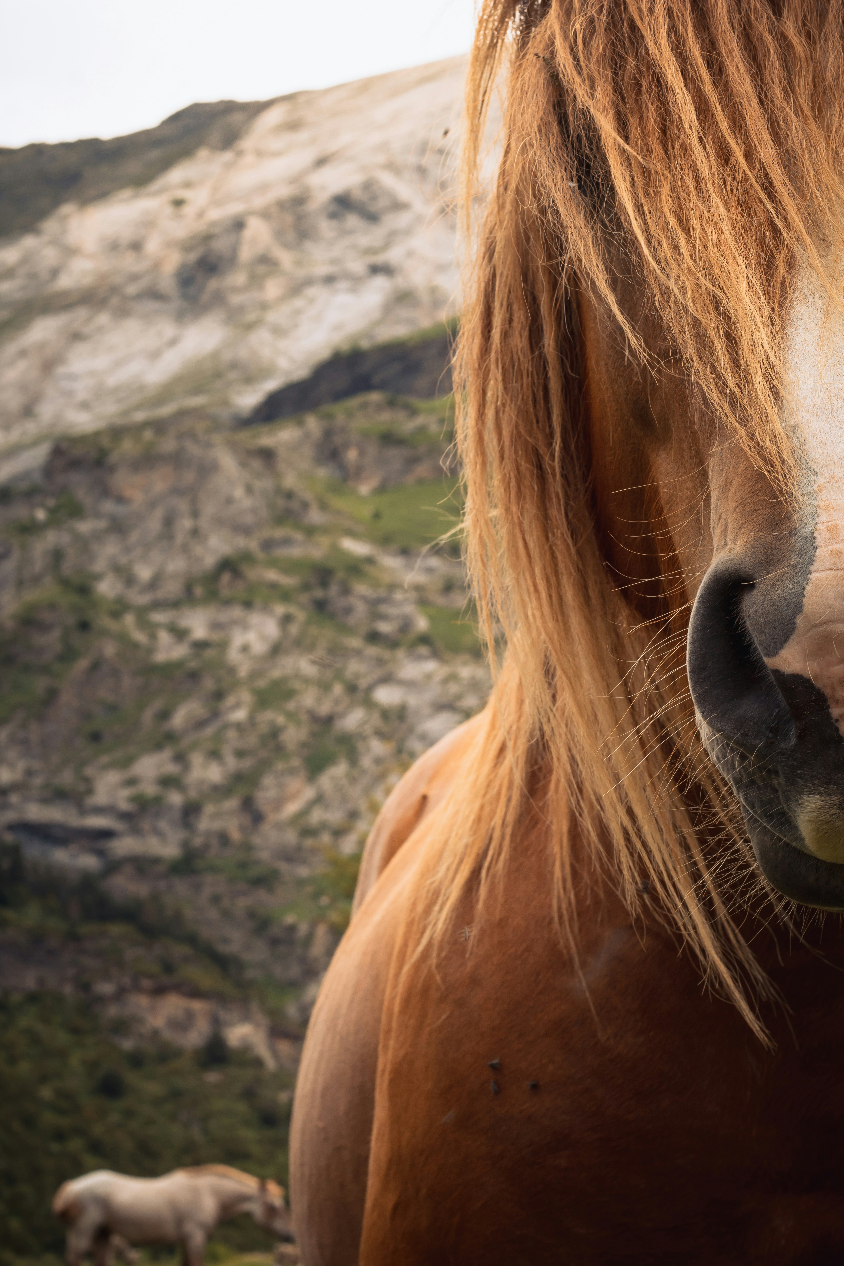 Mane of the Ridge: A Close-Up on a Horse Against Alpine Cliffs