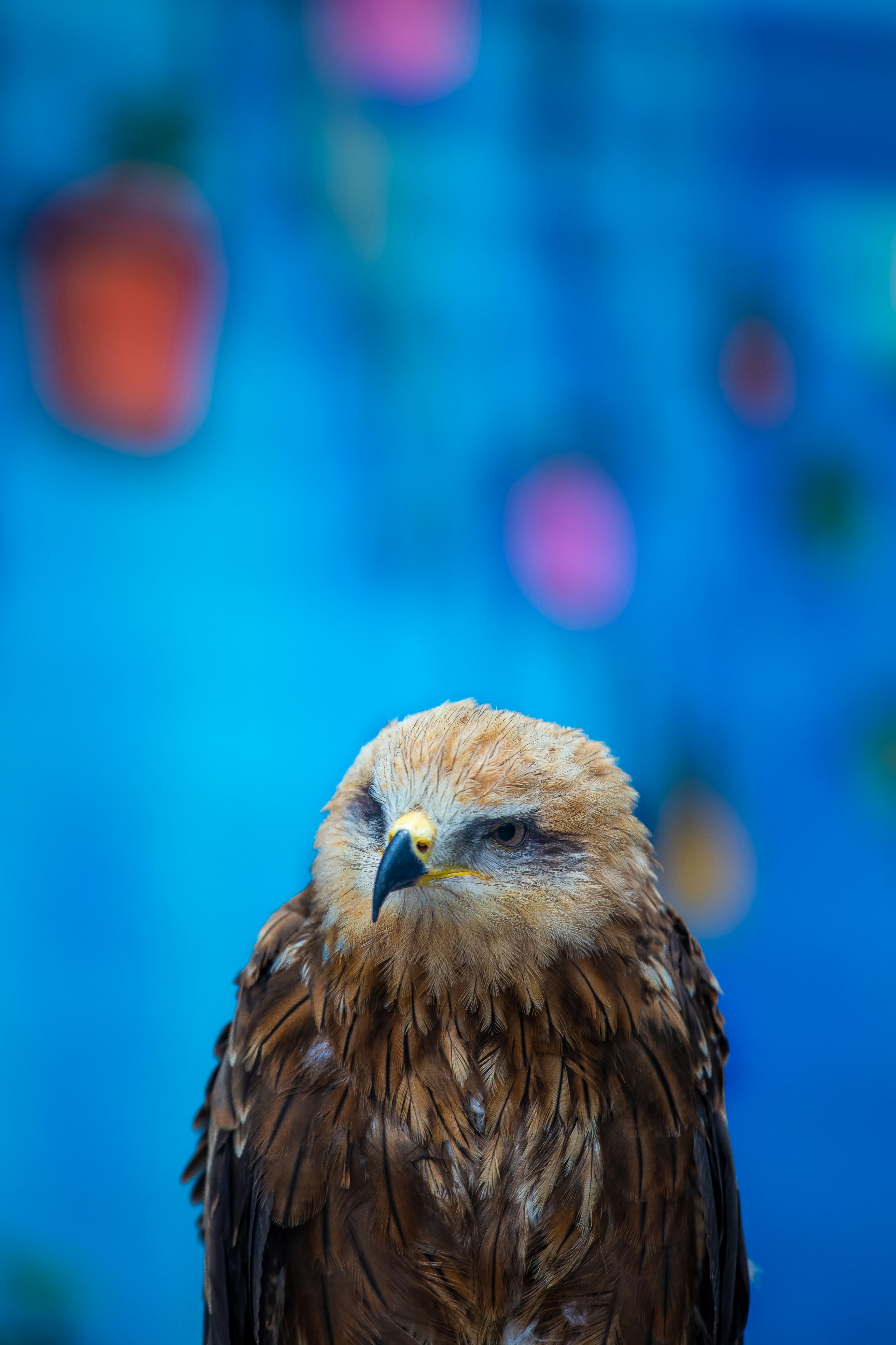 A close-up of a raptor with rich brown feathers, set against a vibrant blue background adorned with abstract shapes.