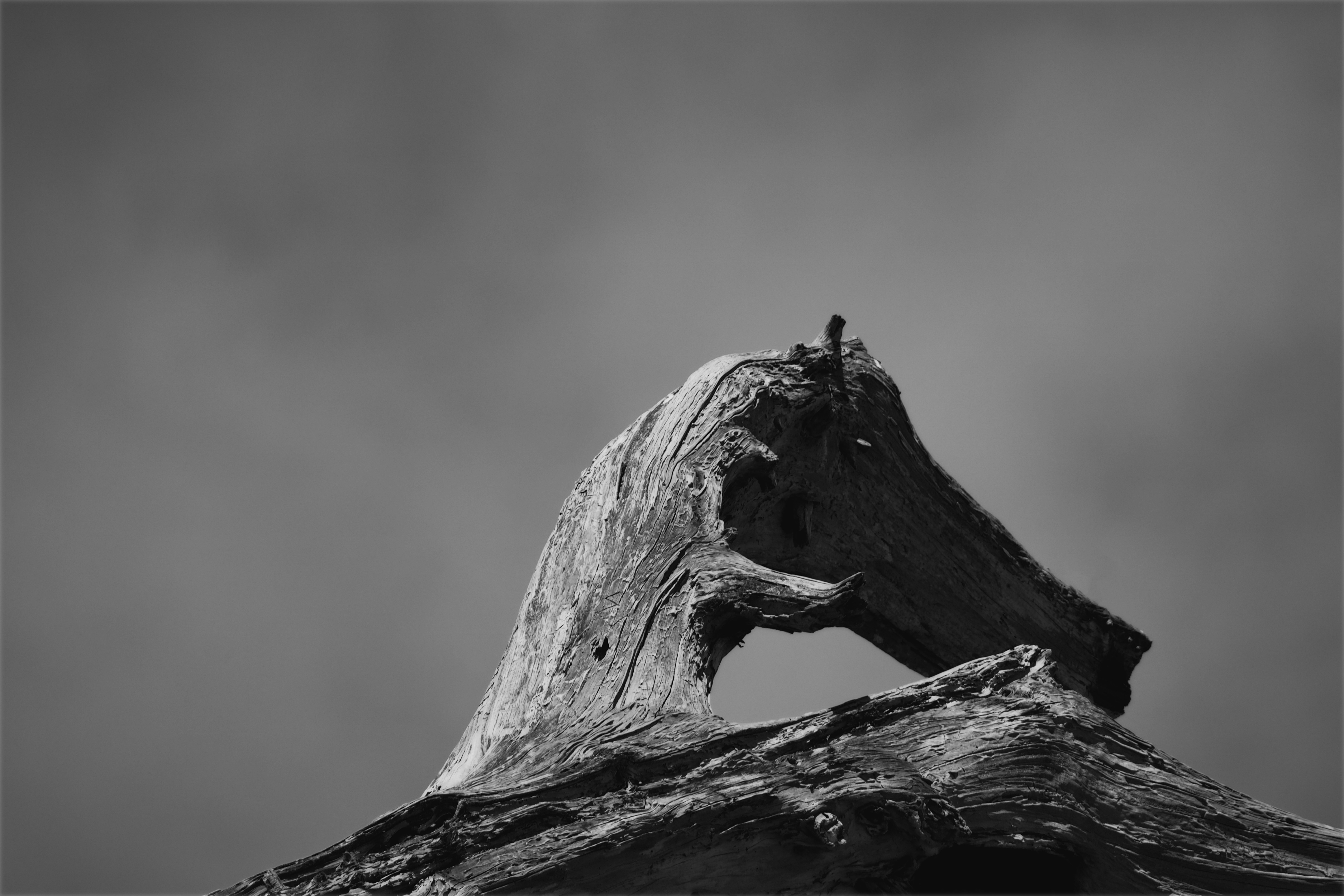 Grayscale photo of wood log photo – Free Carpinteria Image on Unsplash