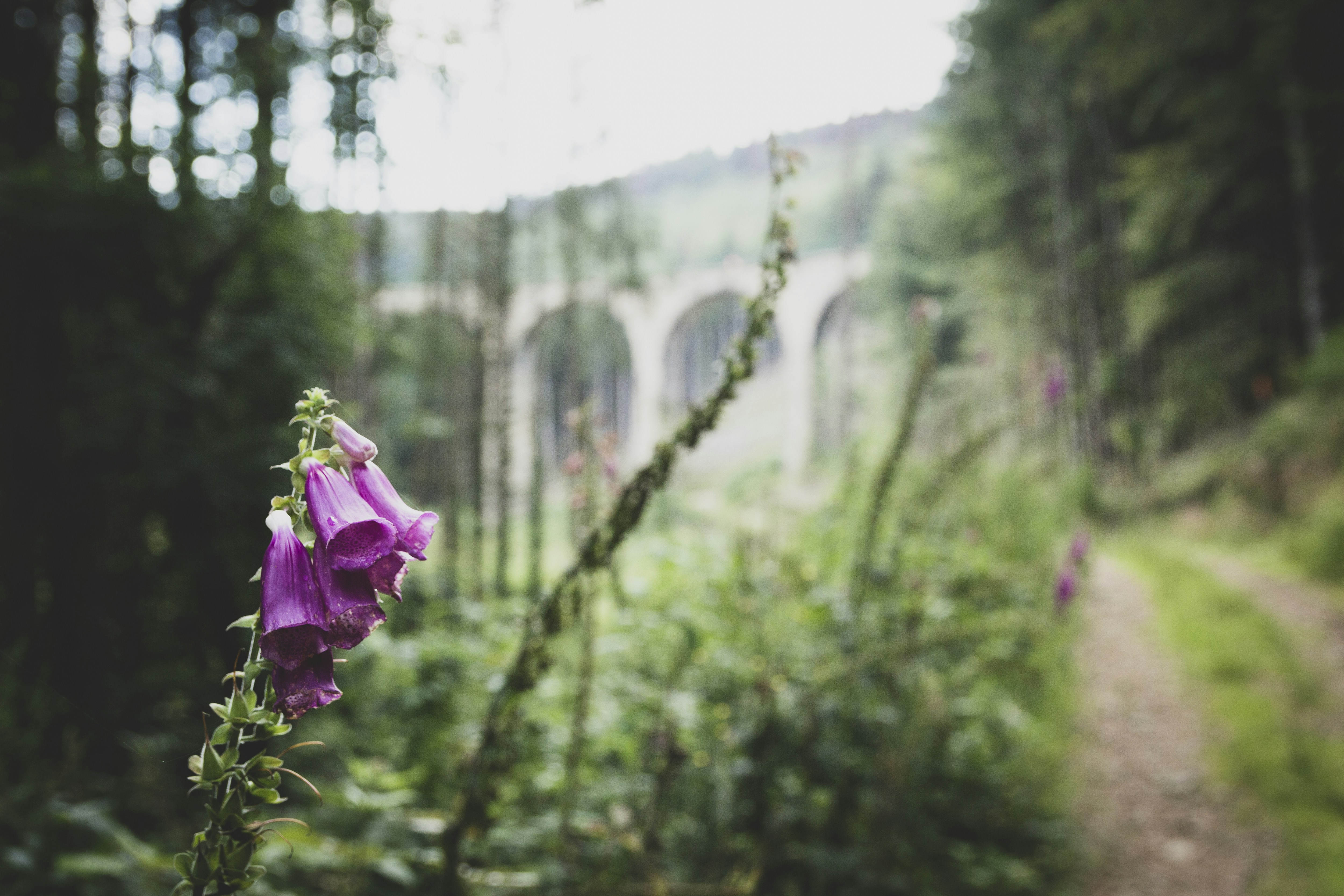 Foxglove in Focus, Framing a Woodland Viaduct