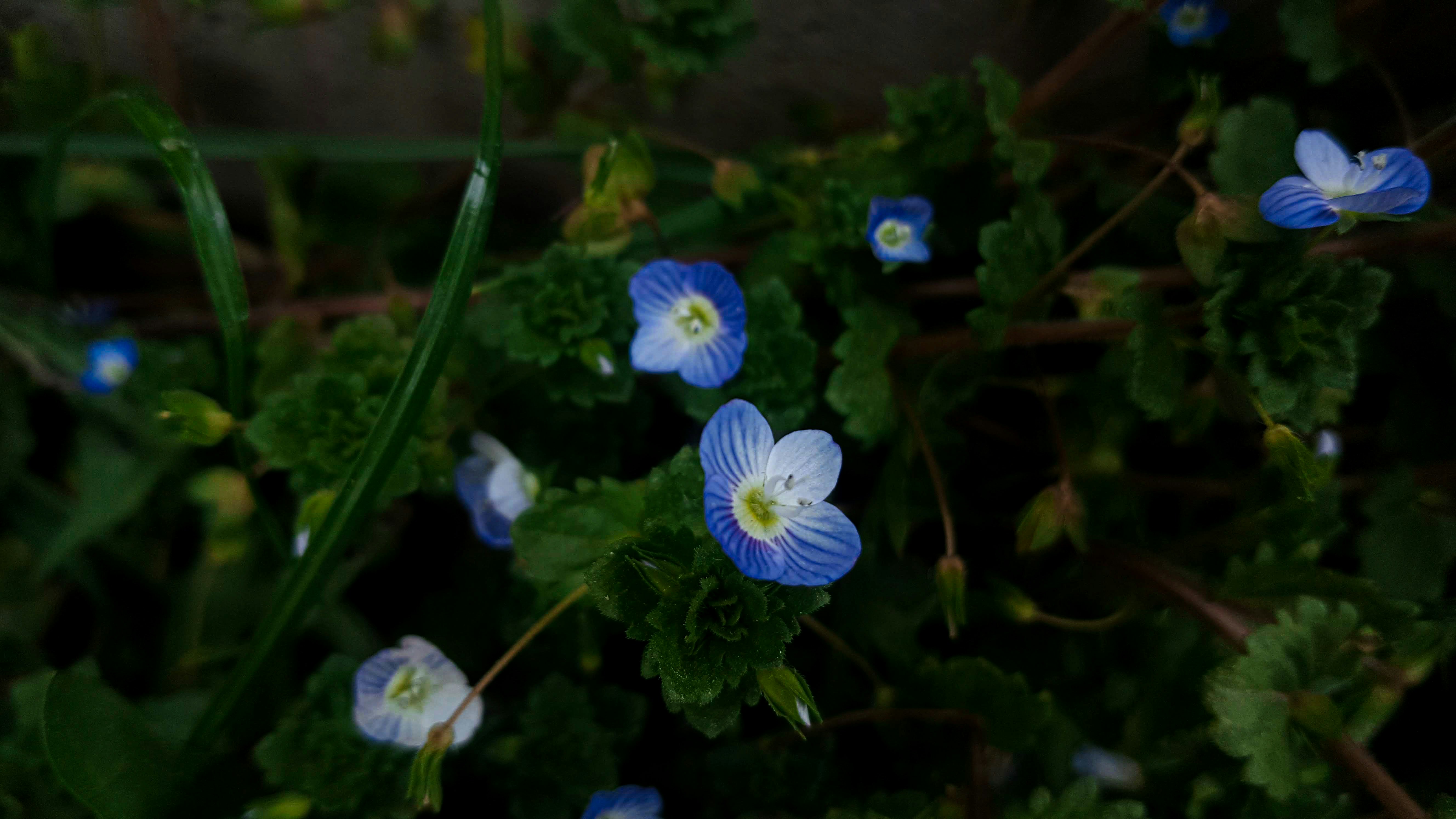 little tiny blue flowers 🐢