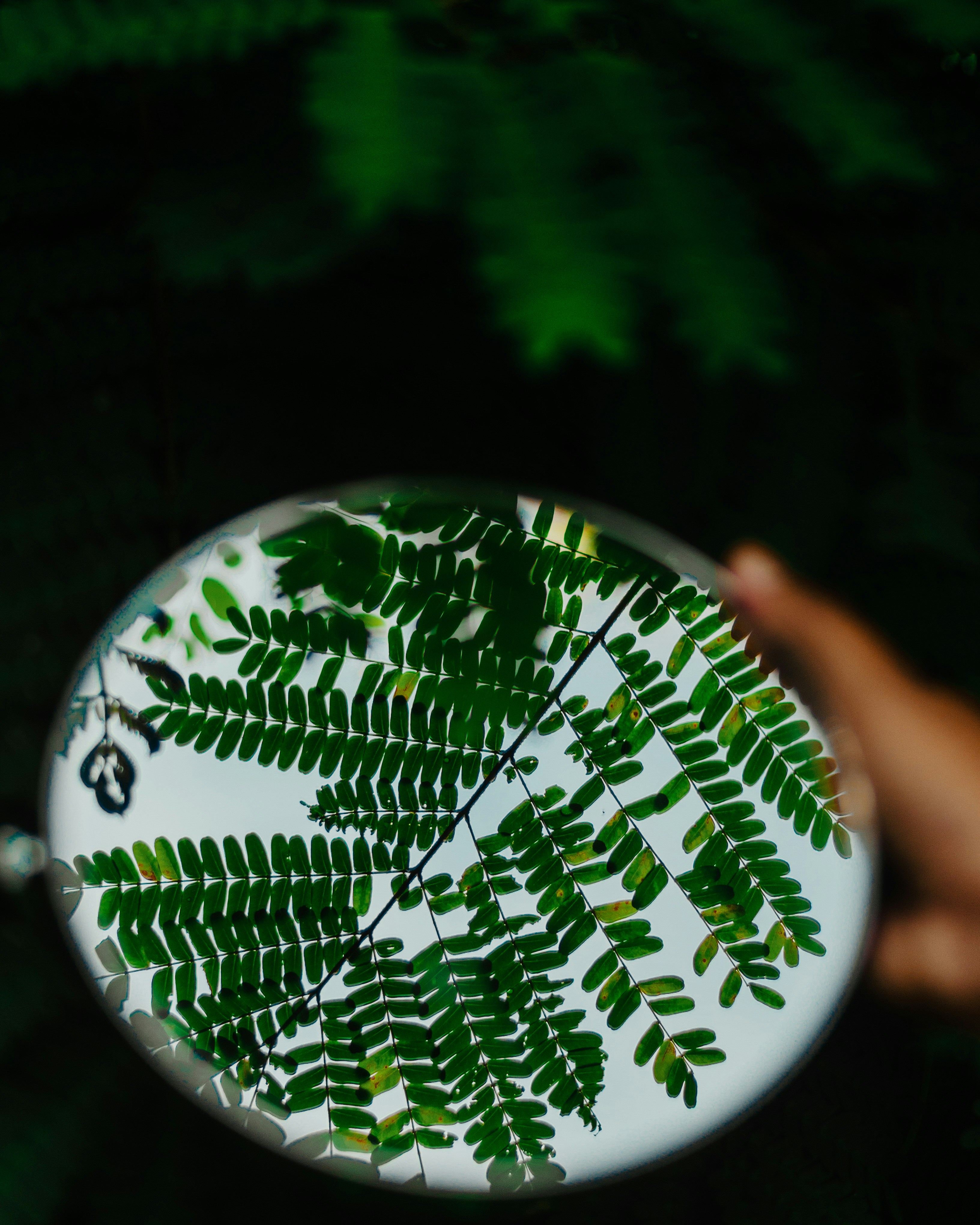 Fern Mosaic in a Glass Lens: Eco-Contour Reflections