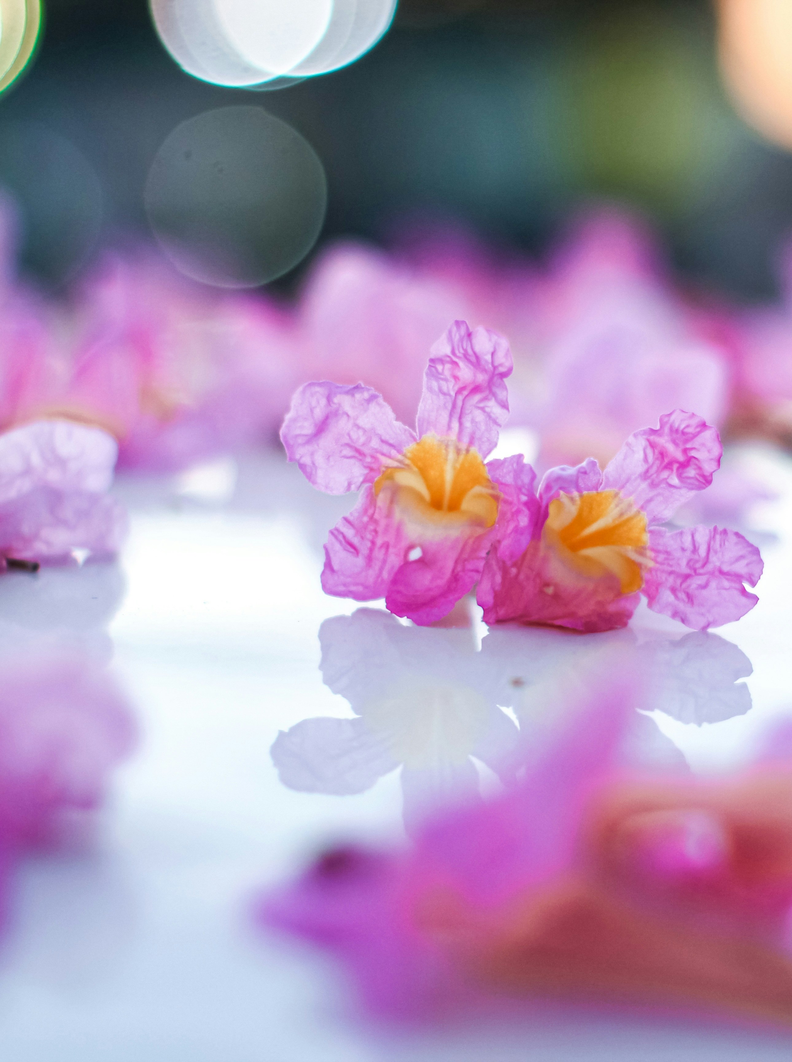 Petals on Glass: Pink Florals with Soft Bokeh Echoes
