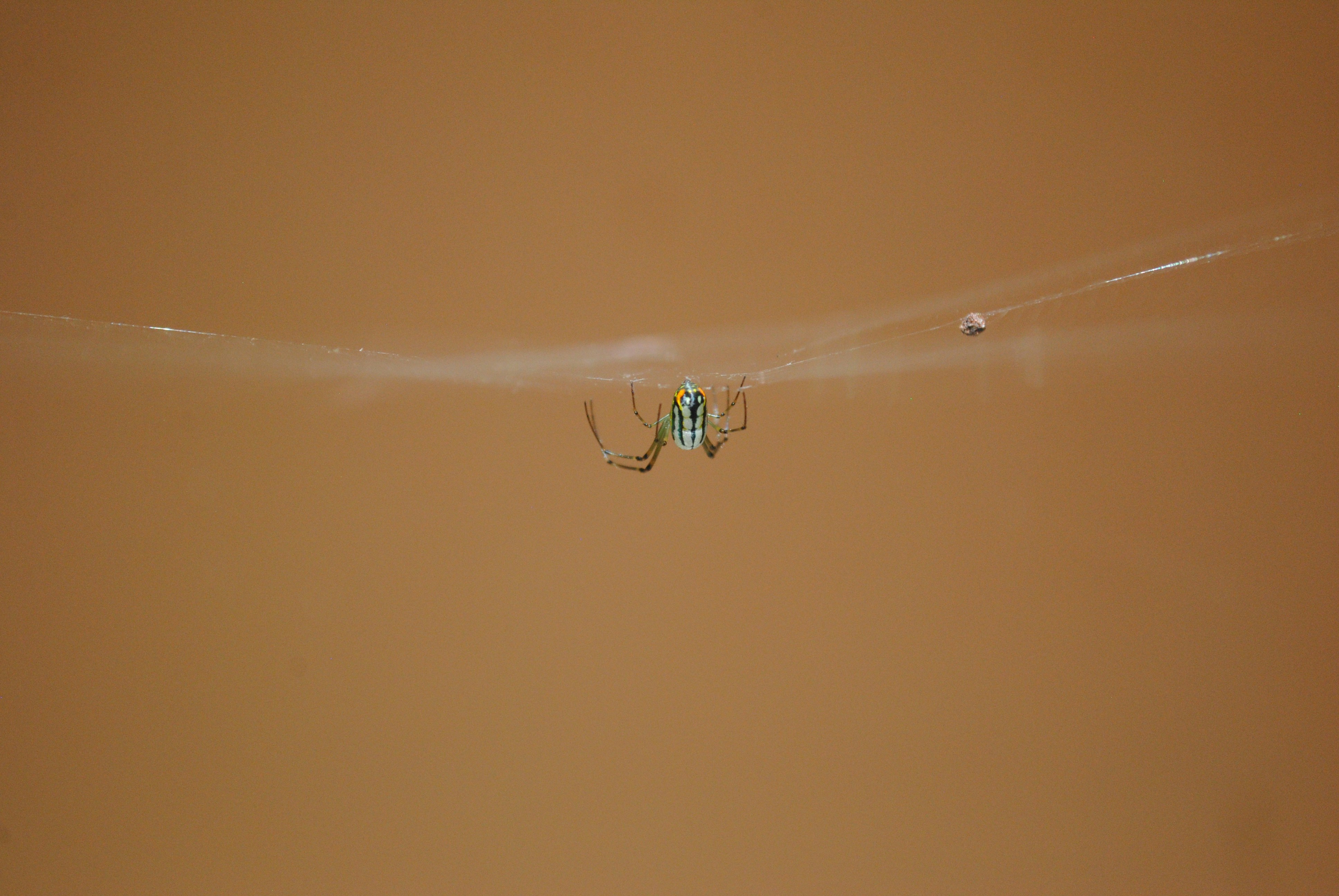 Green-striped spider suspended on a delicate silk thread over a warm, blurred backdrop